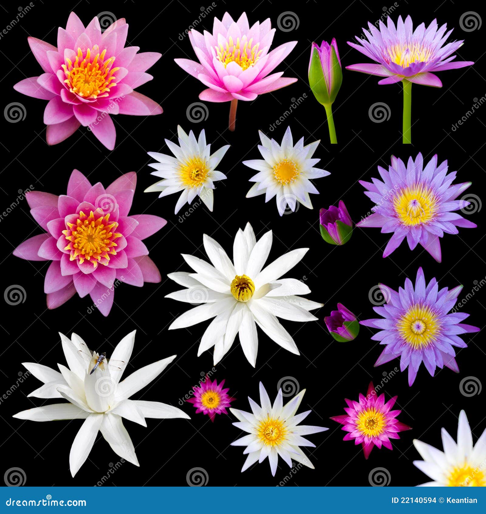 Lotus multicolored. stock photo. Image of blossom, floral - 22140594