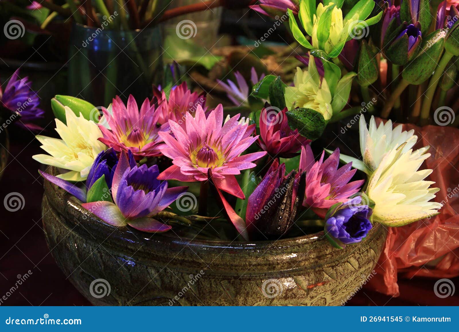 Lotus multicolored stock image. Image of earthen, elegance - 26941545