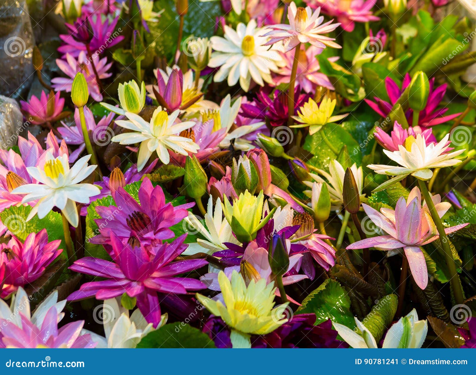 Lotus Multicolour Stock Photos - Free & Royalty-Free Stock Photos from ...