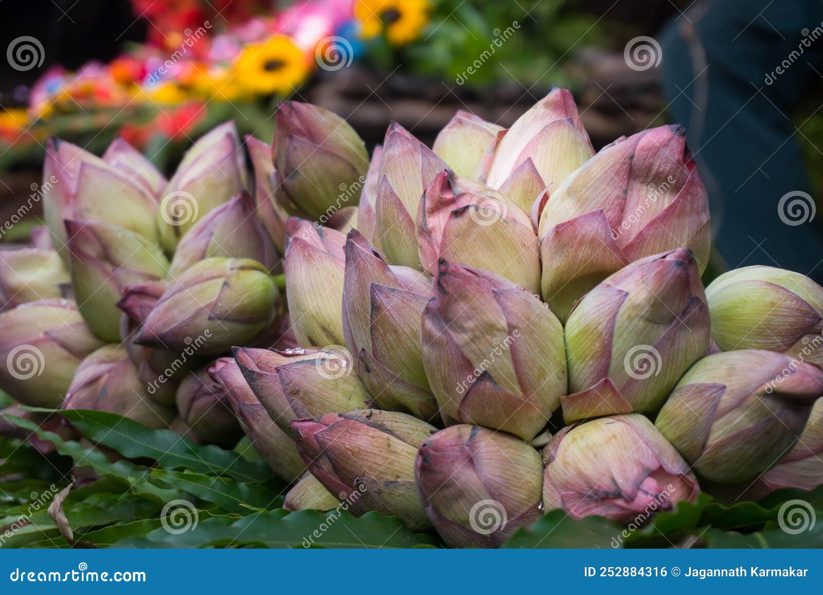 Lotus is a National flower stock photo. Image of lotus - 252884316