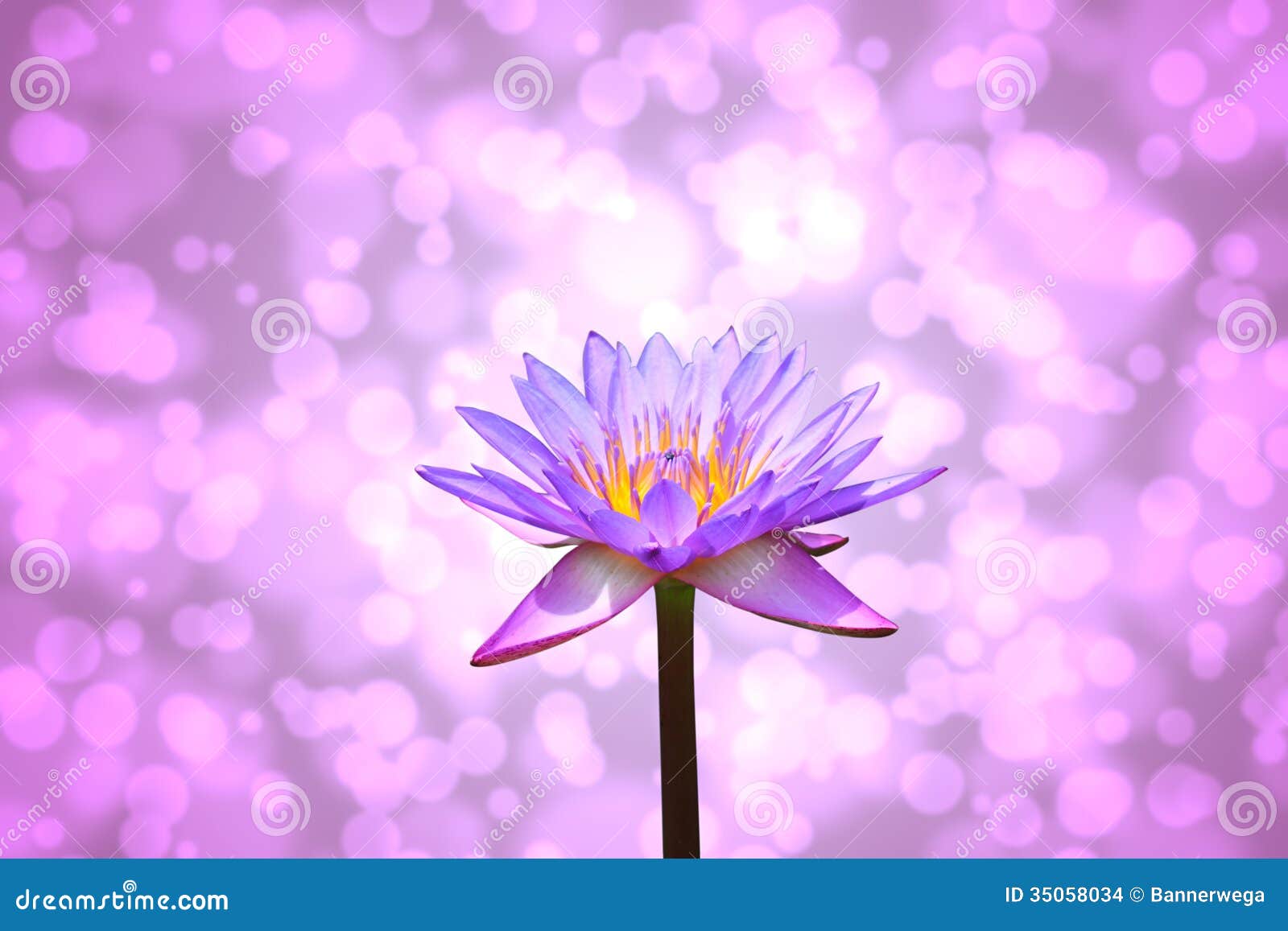 Lotus o fiore della ninfea fotografia stock. Immagine di fogliame ...