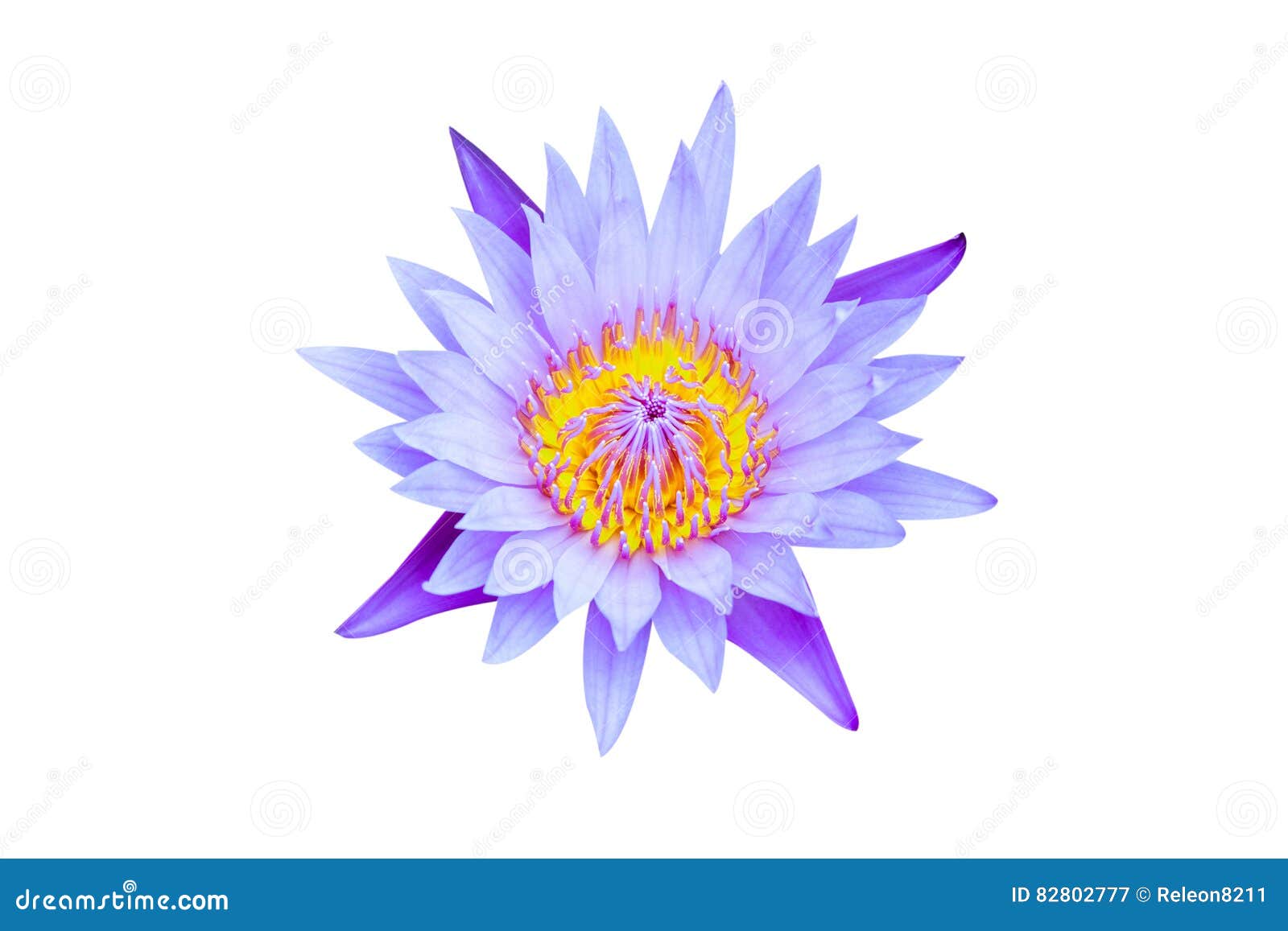 The Open Flower Of Abutilon Striatum In The Vase Royalty-Free Stock ...