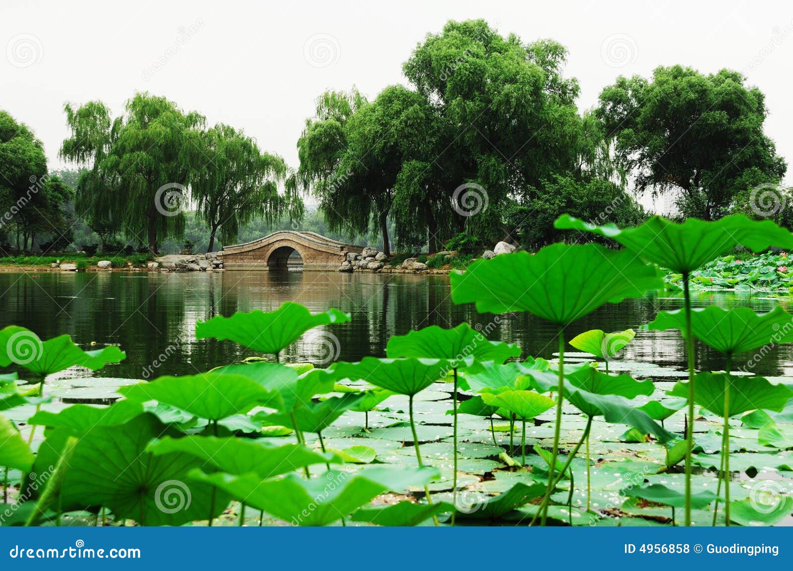 Lotus in park stock photo. Image of reflex, relax, relaxing - 4956858