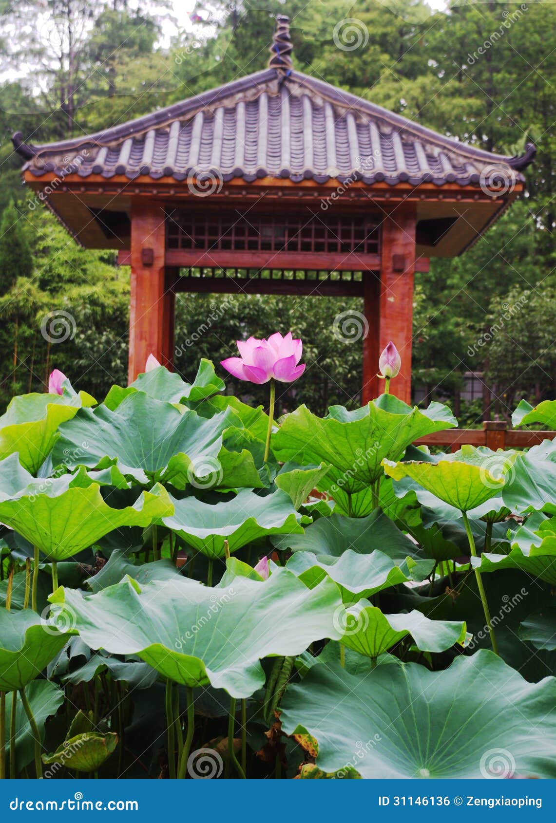 The lotus Pavilion stock photo. Image of hlice, beautiful - 31146136