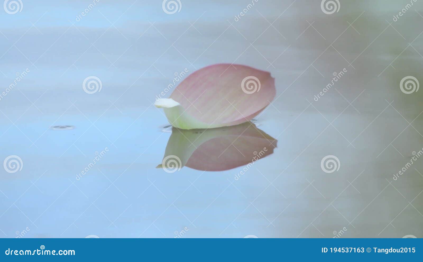 A Lotus Petal Floated on the Water Stock Video - Video of flower, flora ...