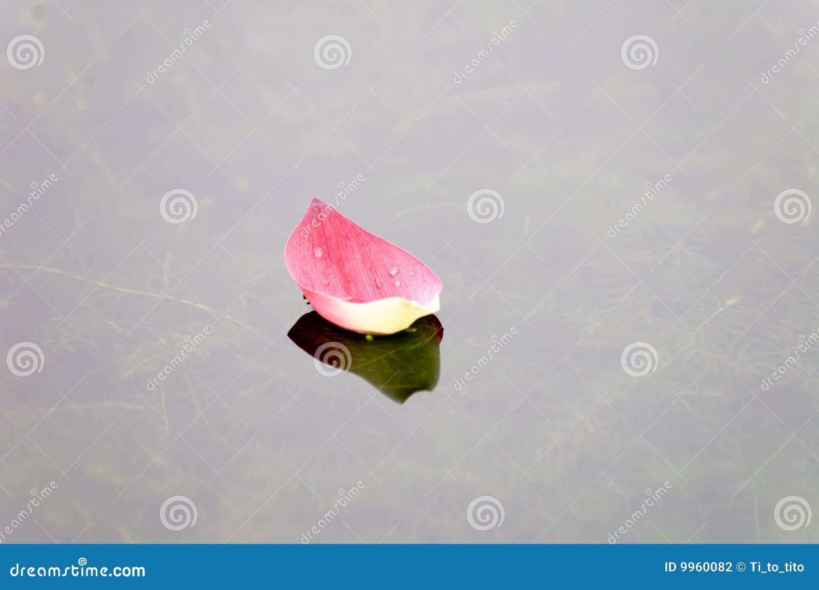 Lotus petal over water stock photo. Image of calyxes, effloresce - 9960082