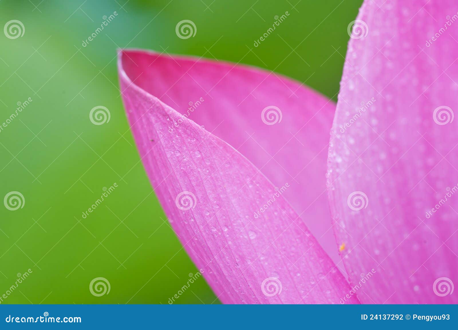 Lotus petals stock photo. Image of lotus, yellow, leaf - 24137292