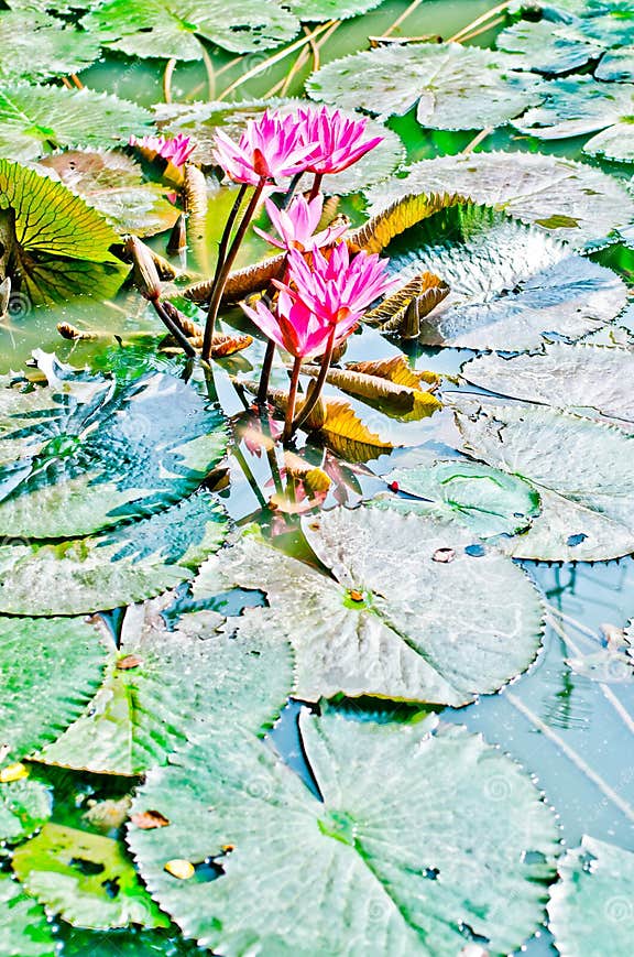 Lotus stock image. Image of detail, beautiful, exotic - 31262127