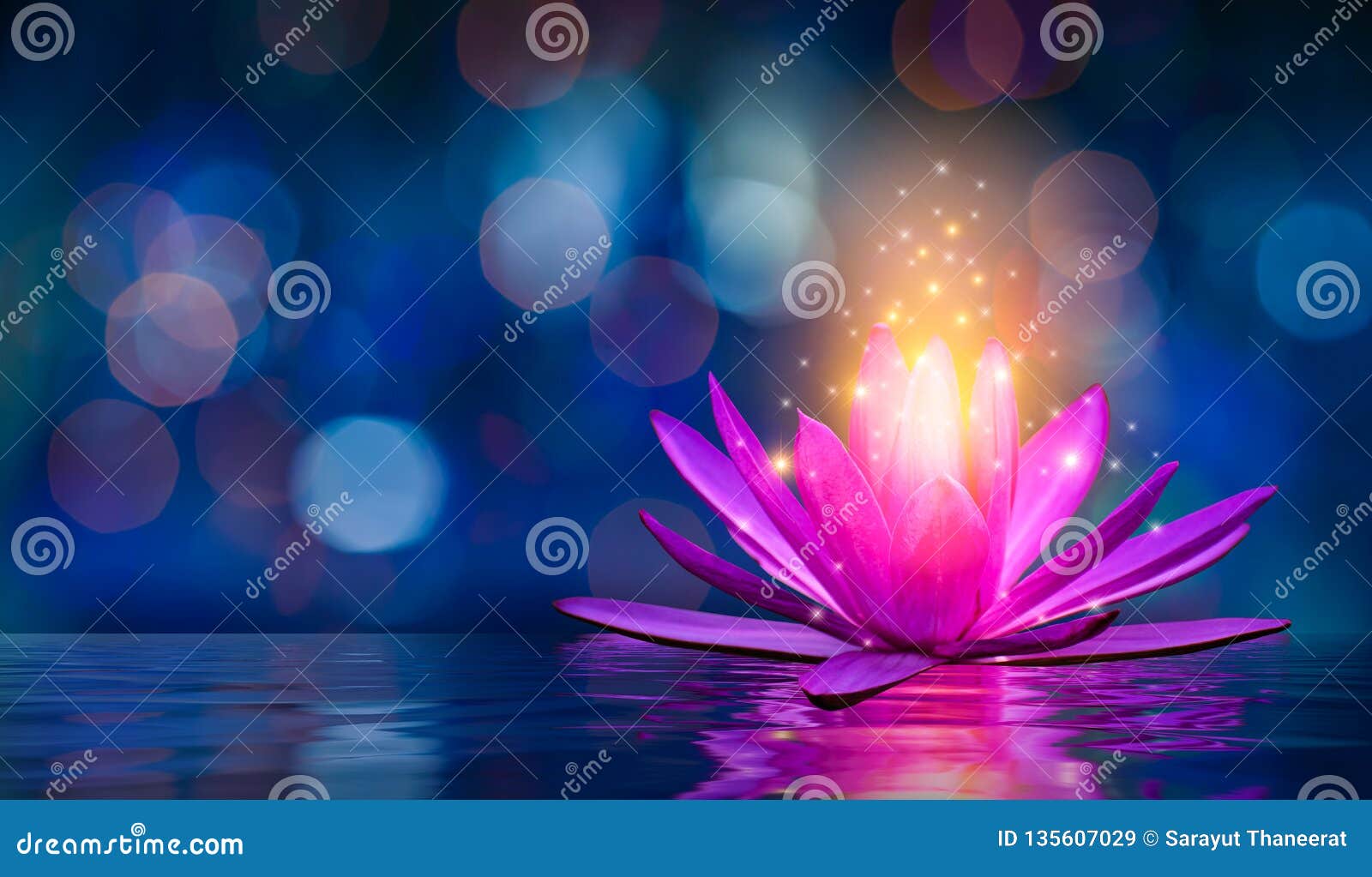 Lotus Pink Light Purple Floating Light Sparkle Purple Background Stock ...