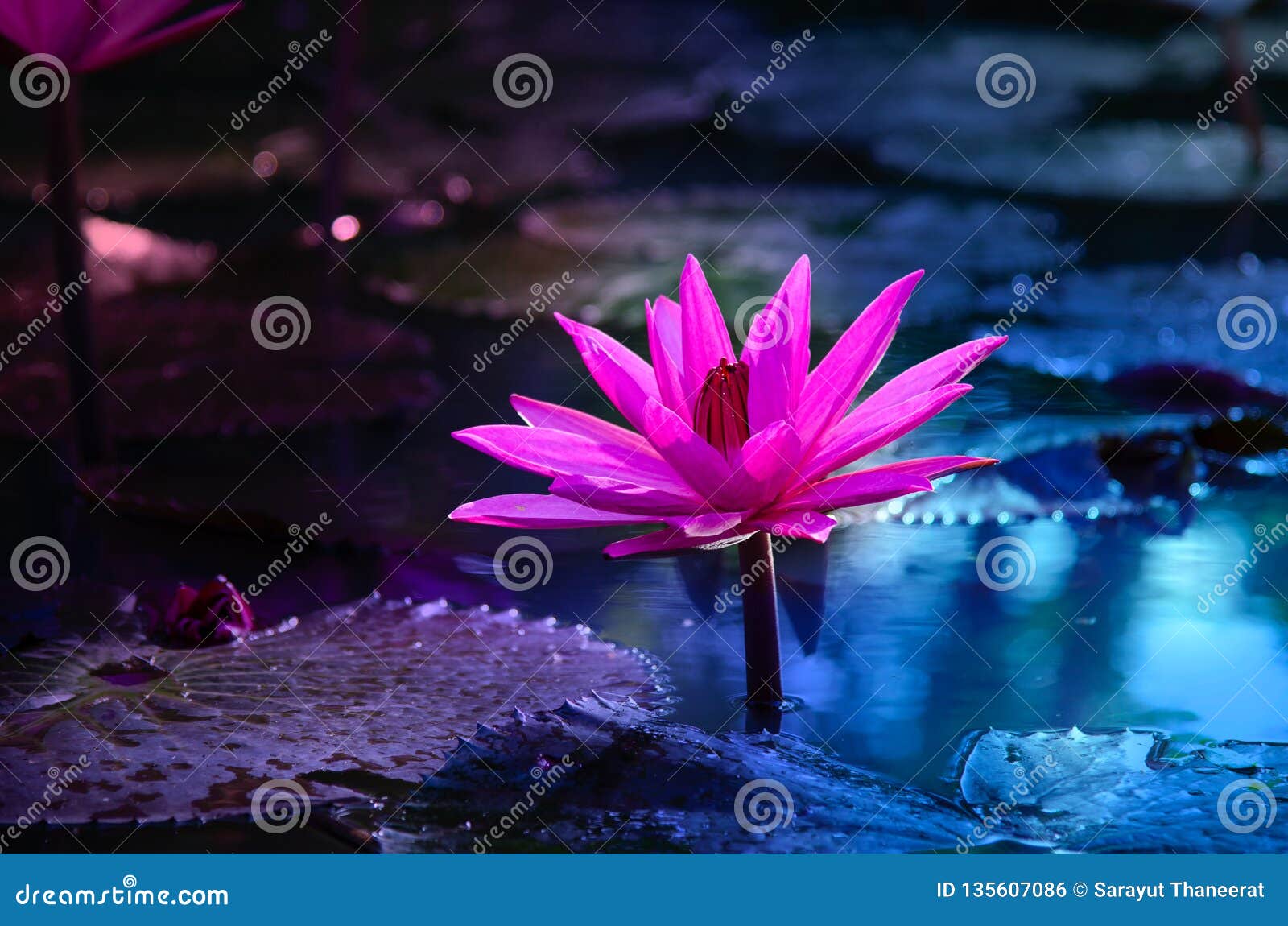 Purple Lotus Flowers Or Water Lilly Royalty-Free Stock Photo ...