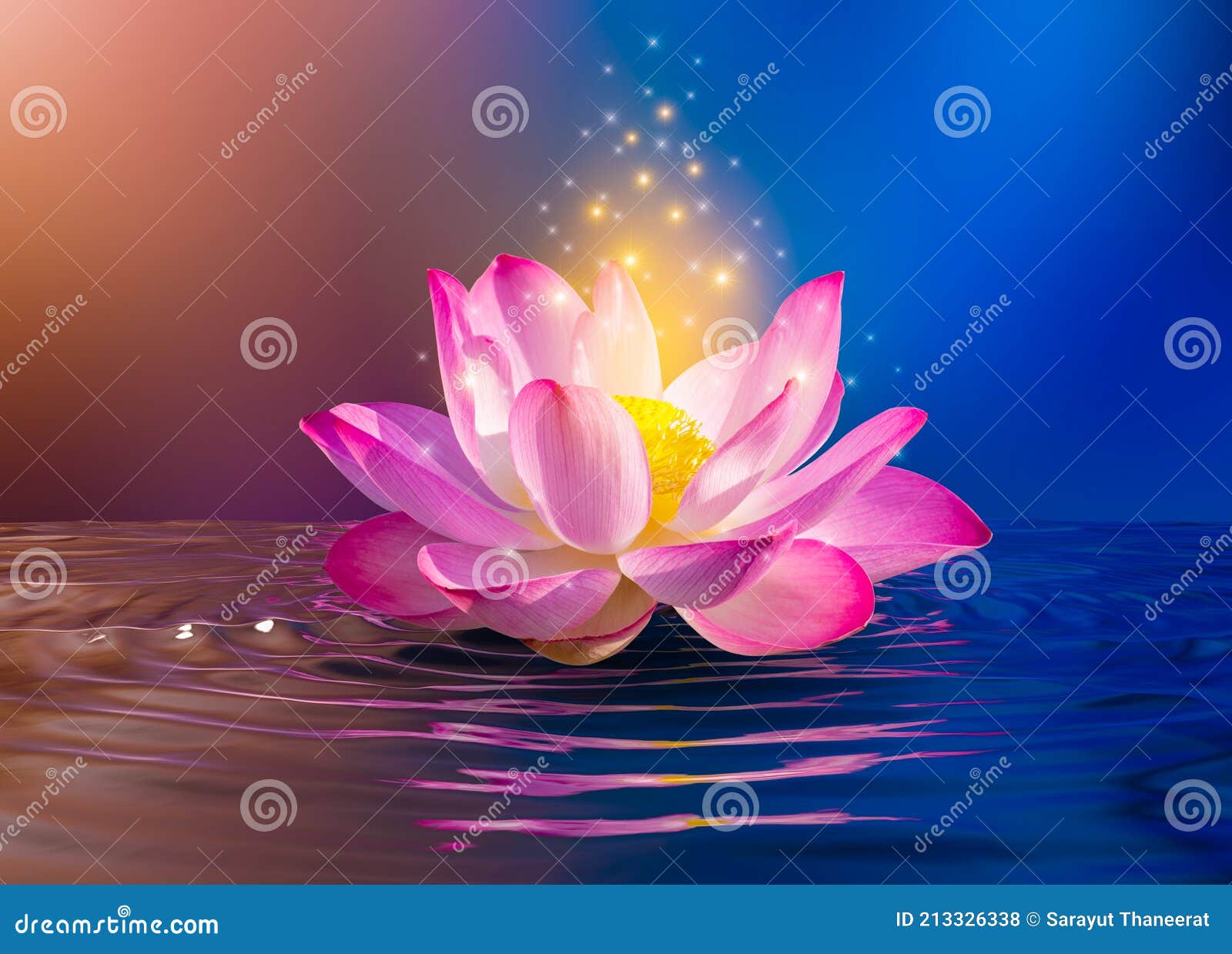 Lotus Pink Light Purple Floating Light Sparkle Purple Background ...