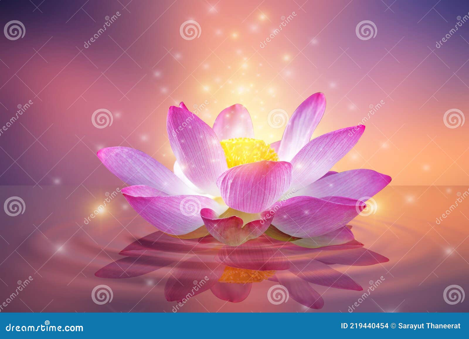 Lotus Pink Light Purple Floating Light Sparkle Purple Background ...