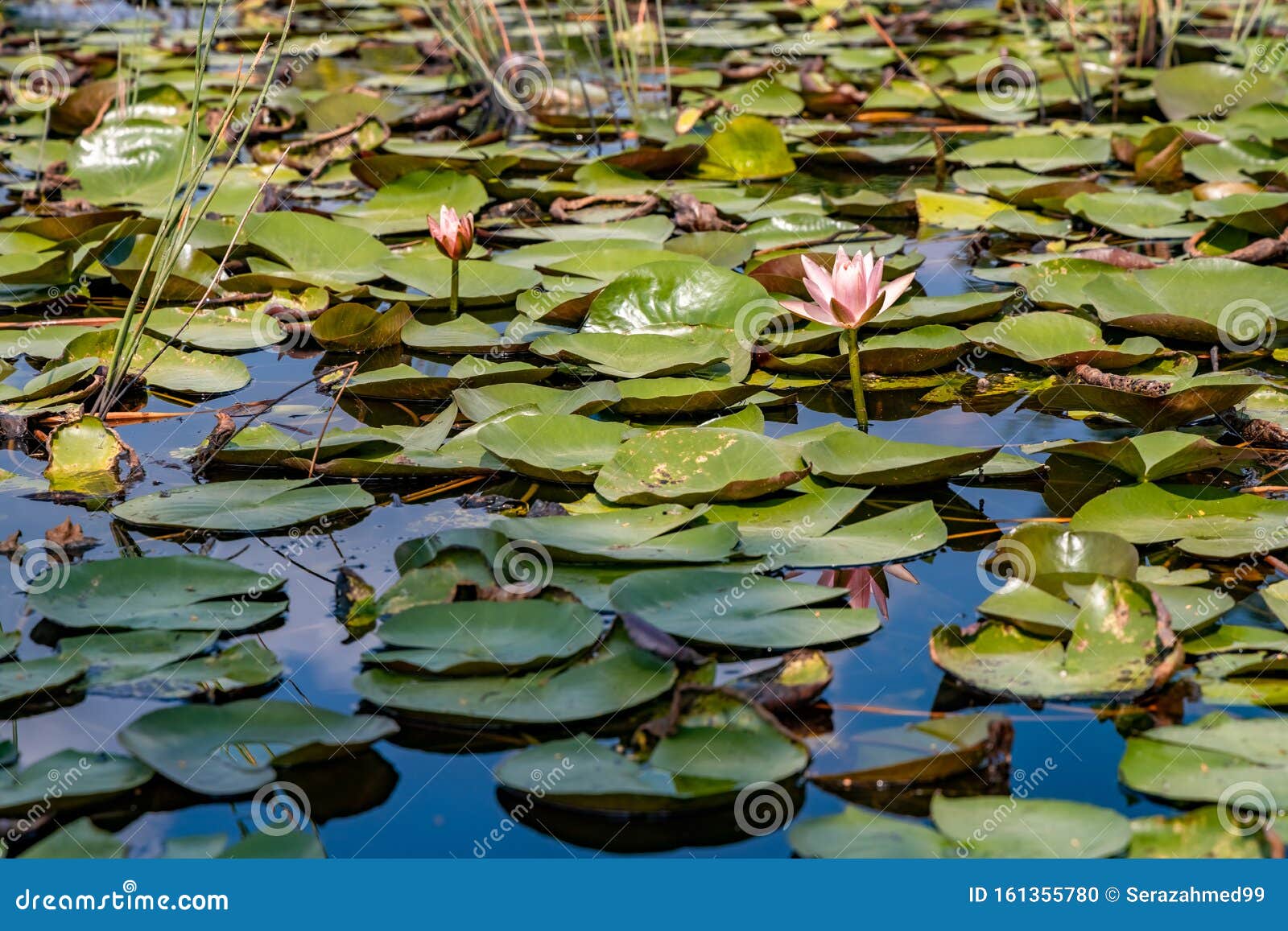 Lotus Plant Blooming in a Pond Stock Photo - Image of peace, deep ...