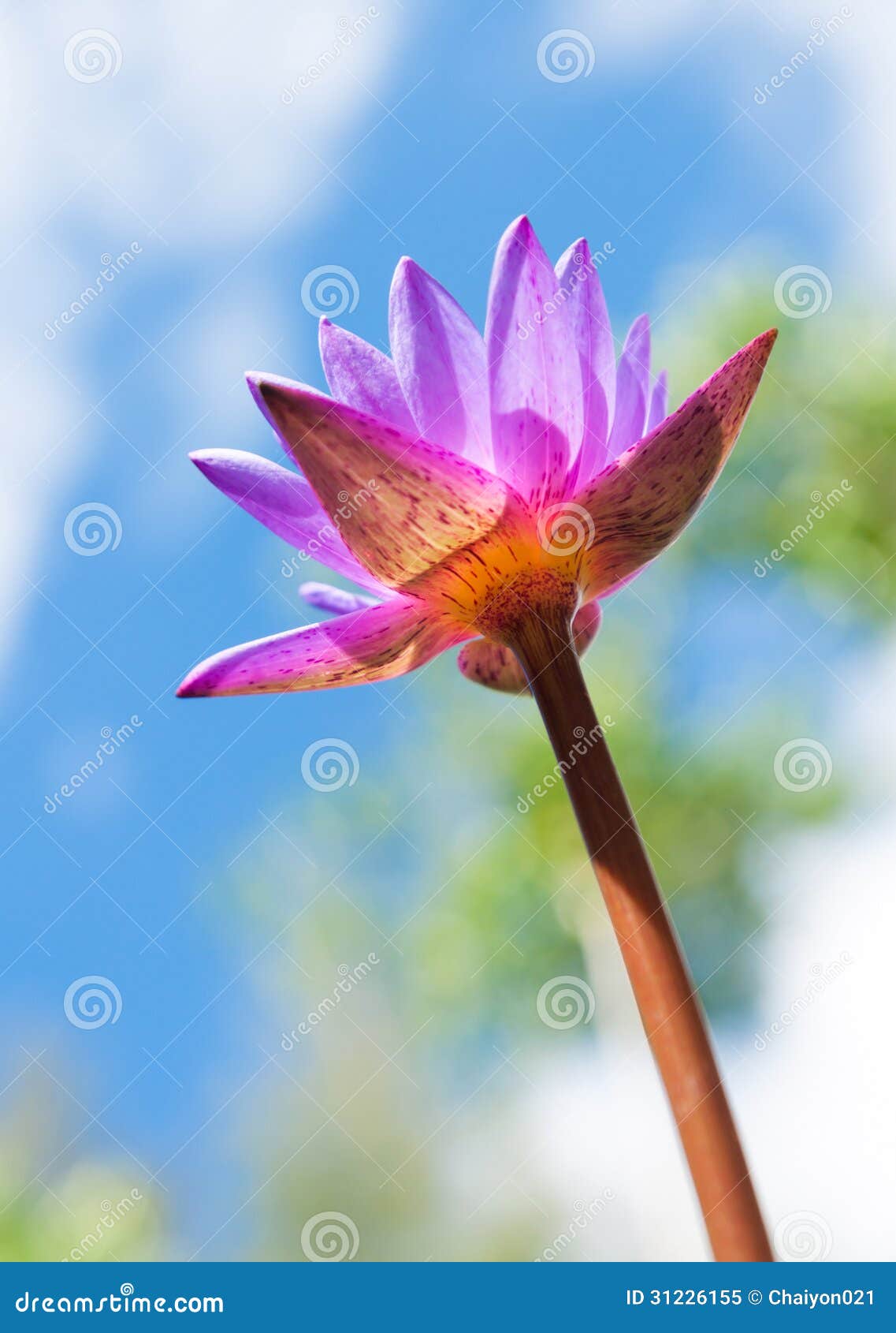 Lotus Plant on blue sky stock image. Image of blossom - 31226155
