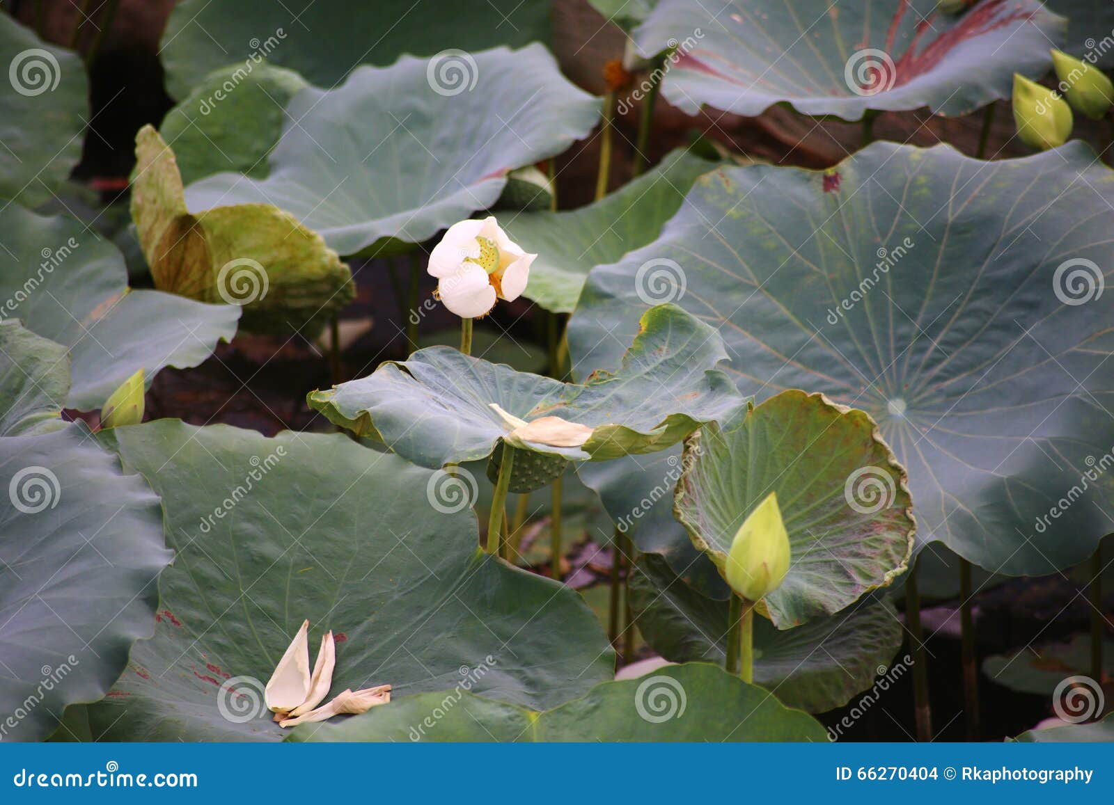 Lotus Plant Rhizome Bulb Roots Vegetable Raw Food Nelumbo Nucifera Root ...