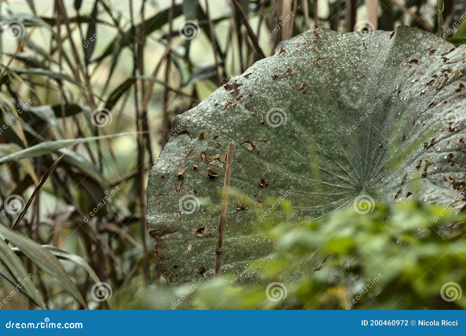 Lotus Plant Surrounded by Reeds by the Shore of a Lake Stock Photo ...