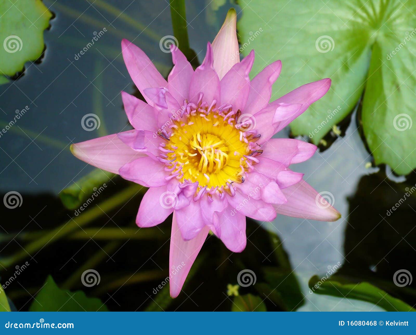 Lotus Plant Rhizome Bulb Roots Vegetable Raw Food Nelumbo Nucifera Root ...