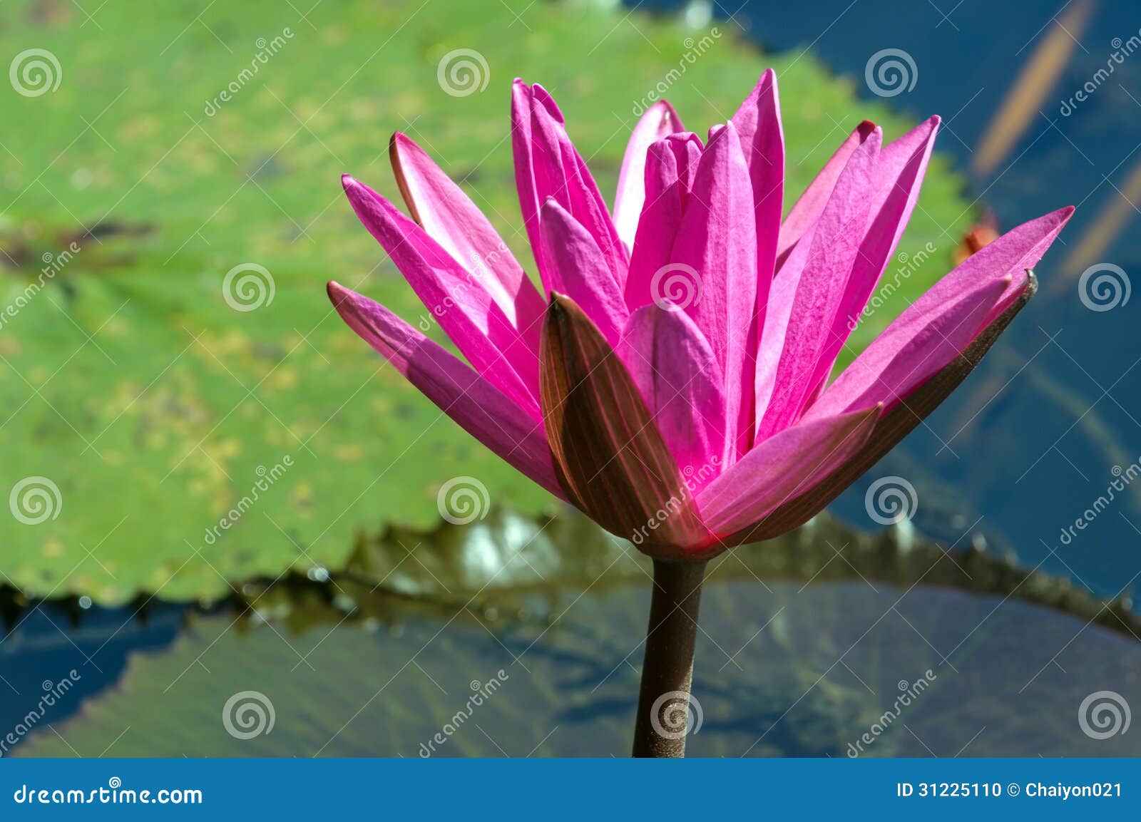 Lotus Plant Rhizome Bulb Roots Vegetable Raw Food Nelumbo Nucifera Root ...