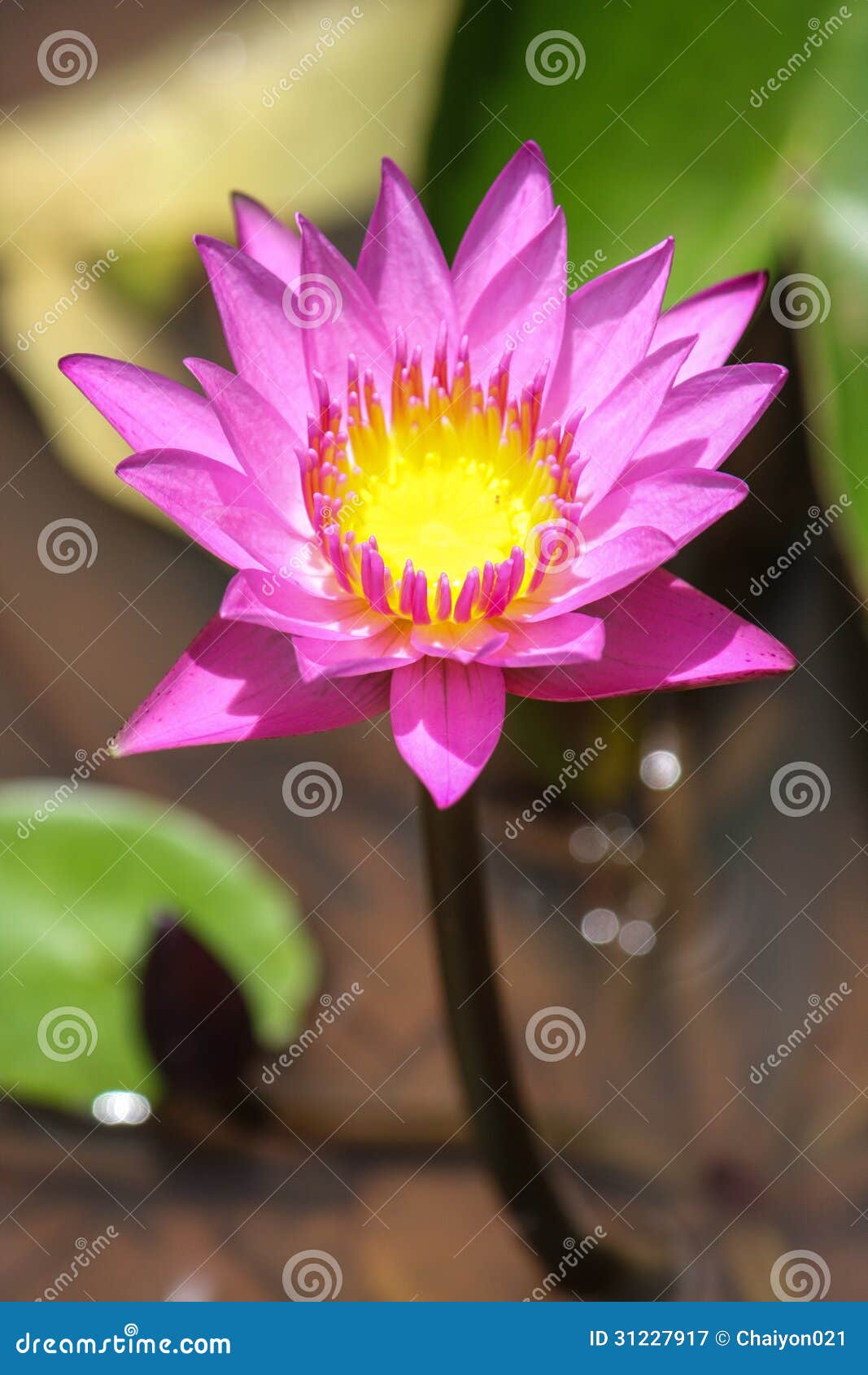 Lotus Plant Rhizome Bulb Roots Vegetable Raw Food Nelumbo Nucifera Root ...