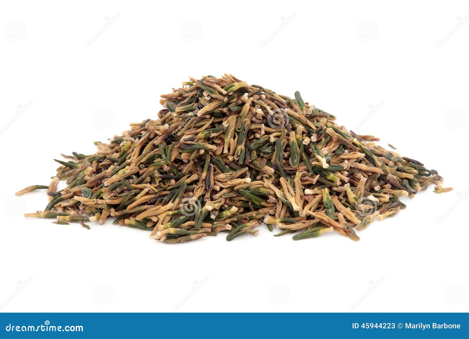 Lotus Plumule stock afbeelding. Image of alternatief - 45944223