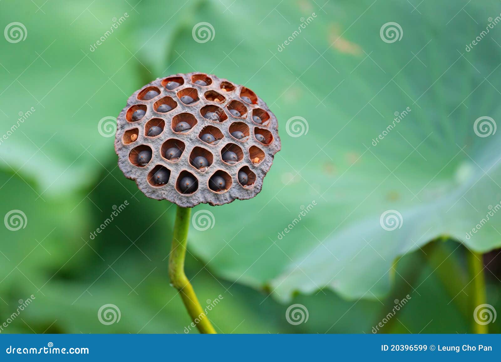 Lotus Pod stock image. Image of species, close, life - 20396599
