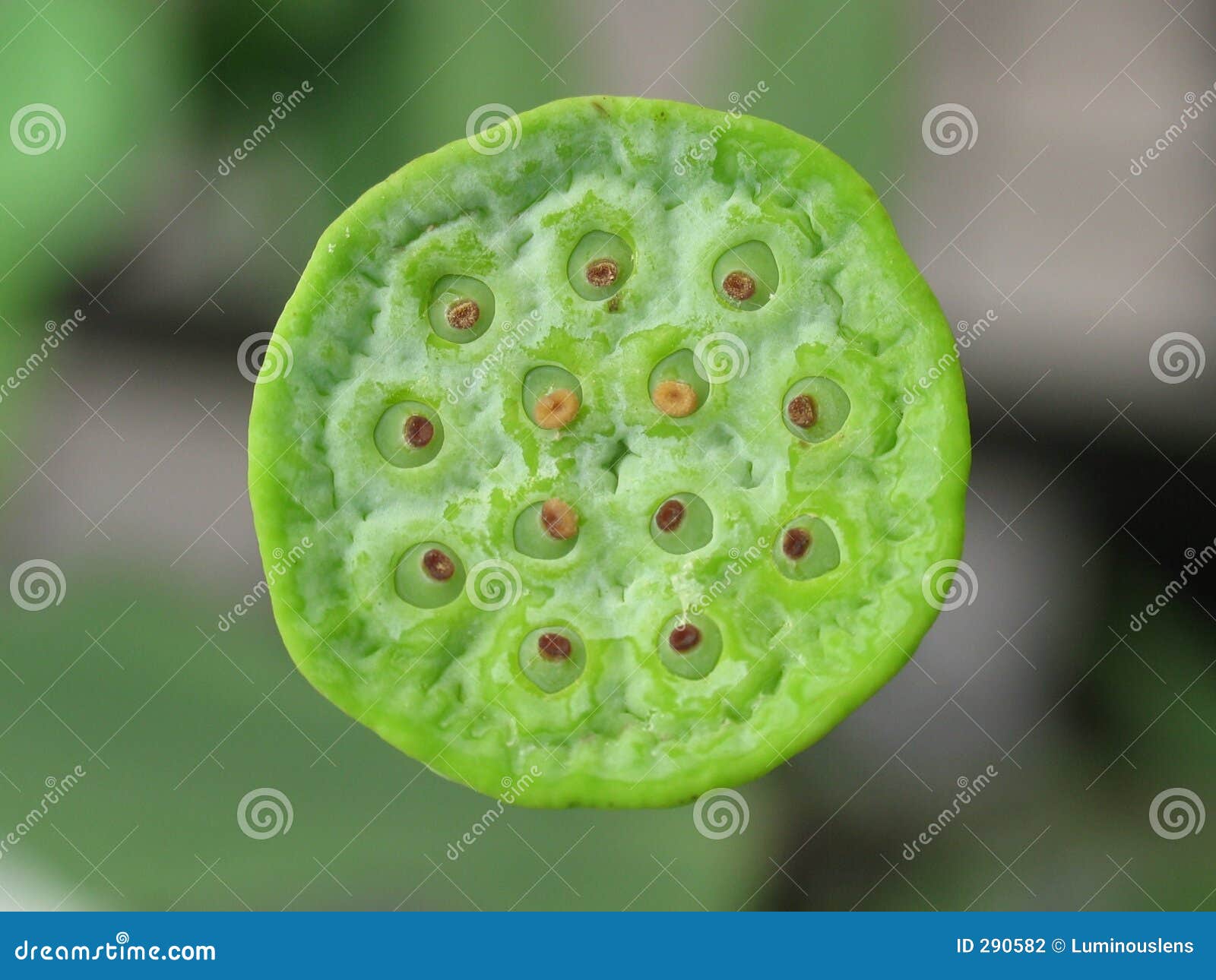 Lotus_Pod stock photo. Image of green, thirteen, closeup - 290582