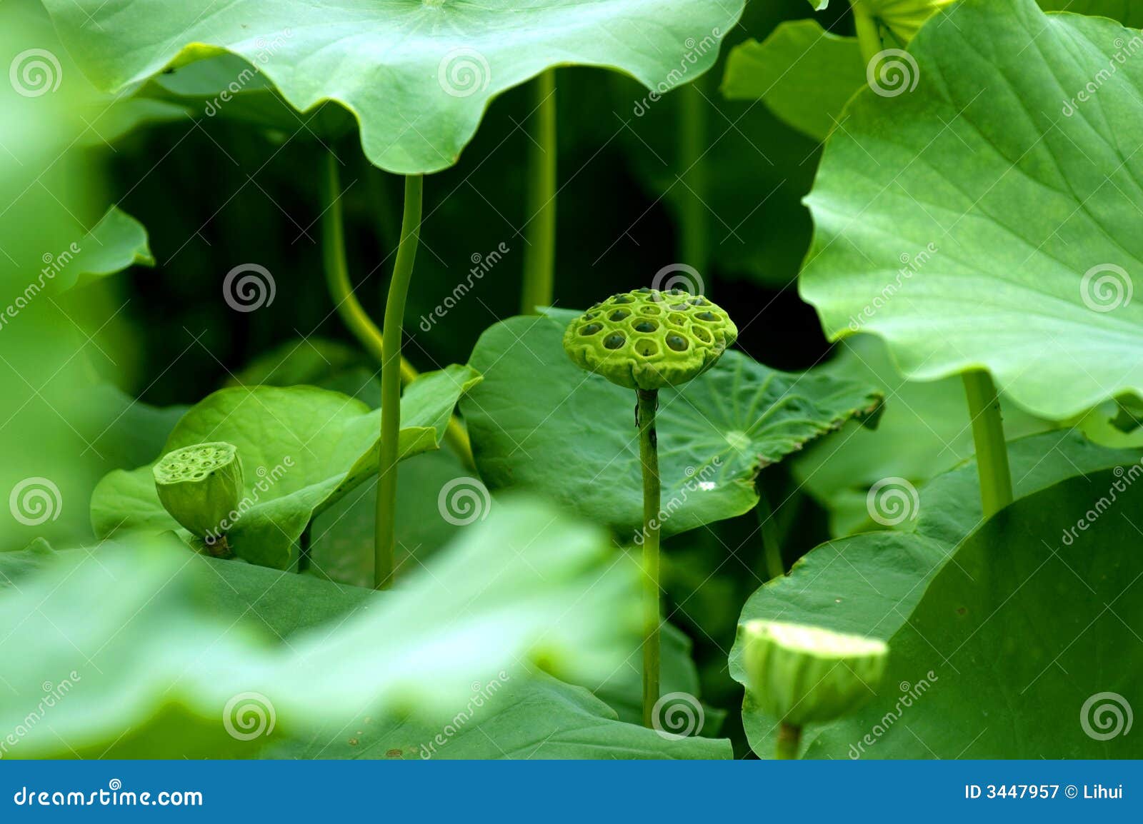 Lotus pod stock image. Image of plant, aquatic, flower - 3447957