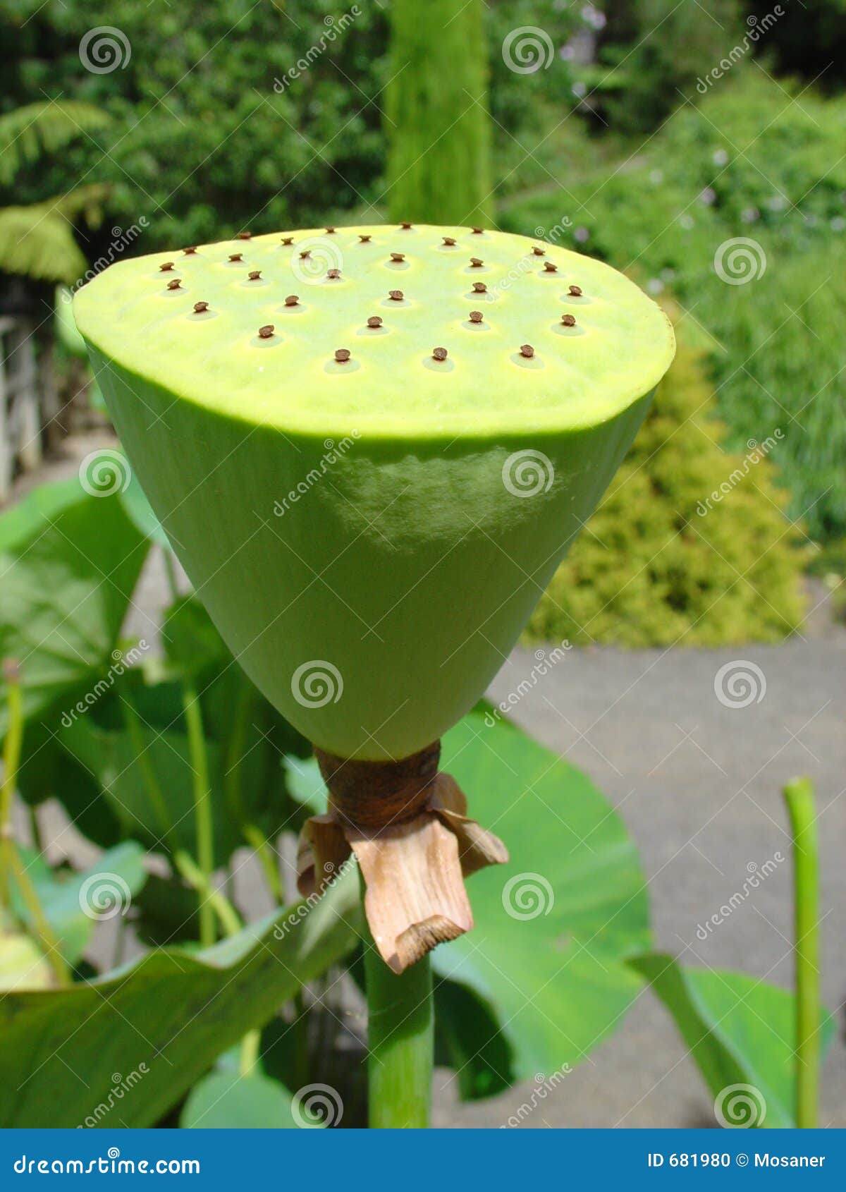 Lotus pod stock photo. Image of seed, gardens, lotus, lilly - 681980