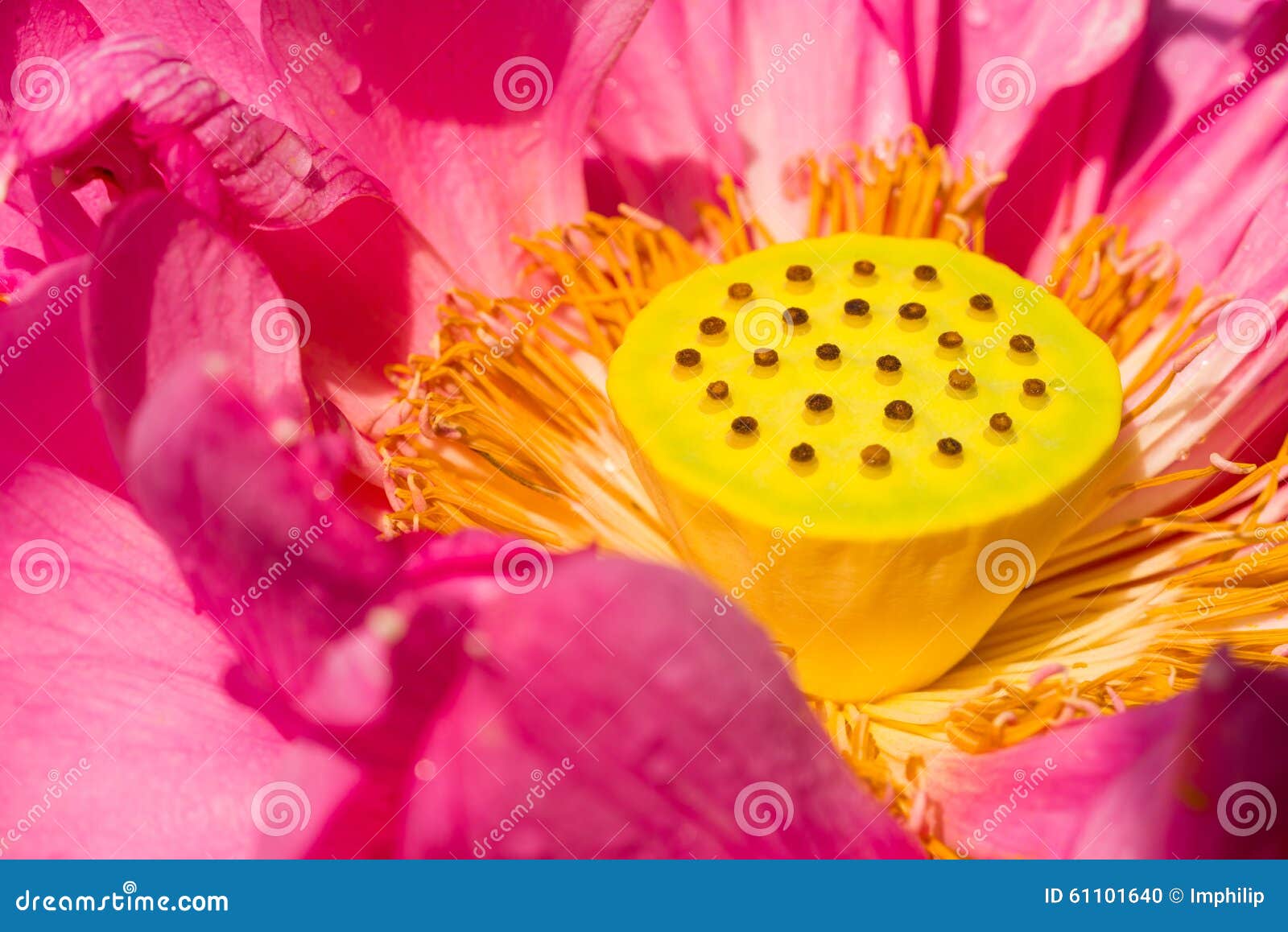 Lotus pod stock photo. Image of botany, petal, lotus - 61101640