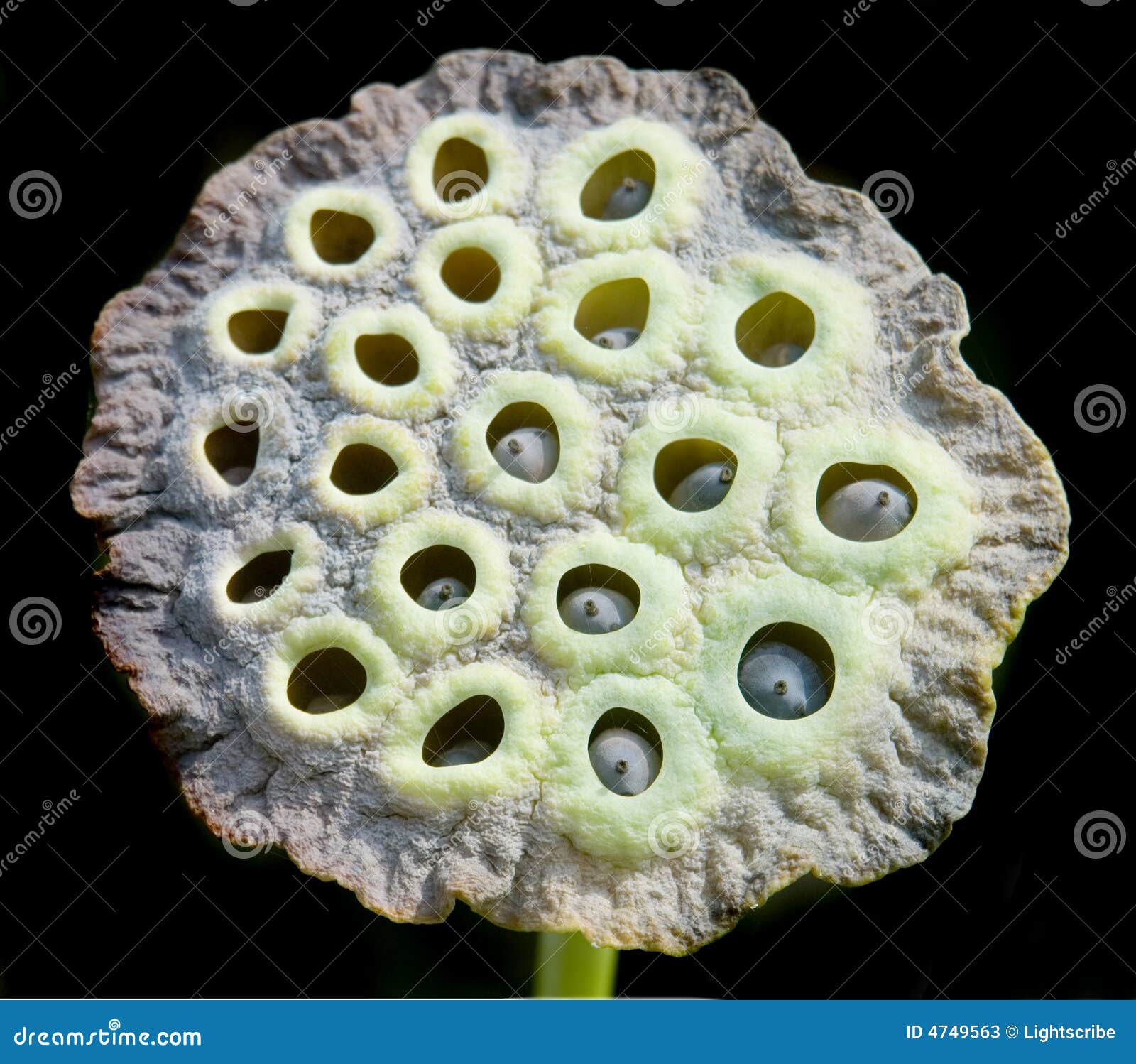 Lotus Pod Flower stock image. Image of geometric, closeup - 4749563