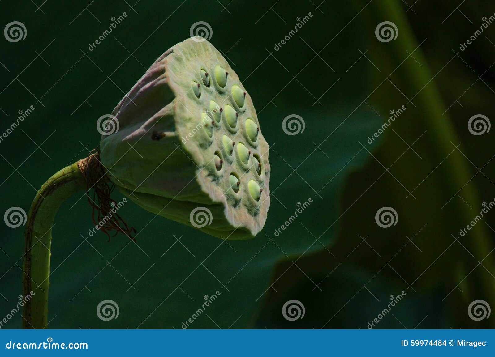 Lotus pod stock photo. Image of green, monet, nature - 59974484