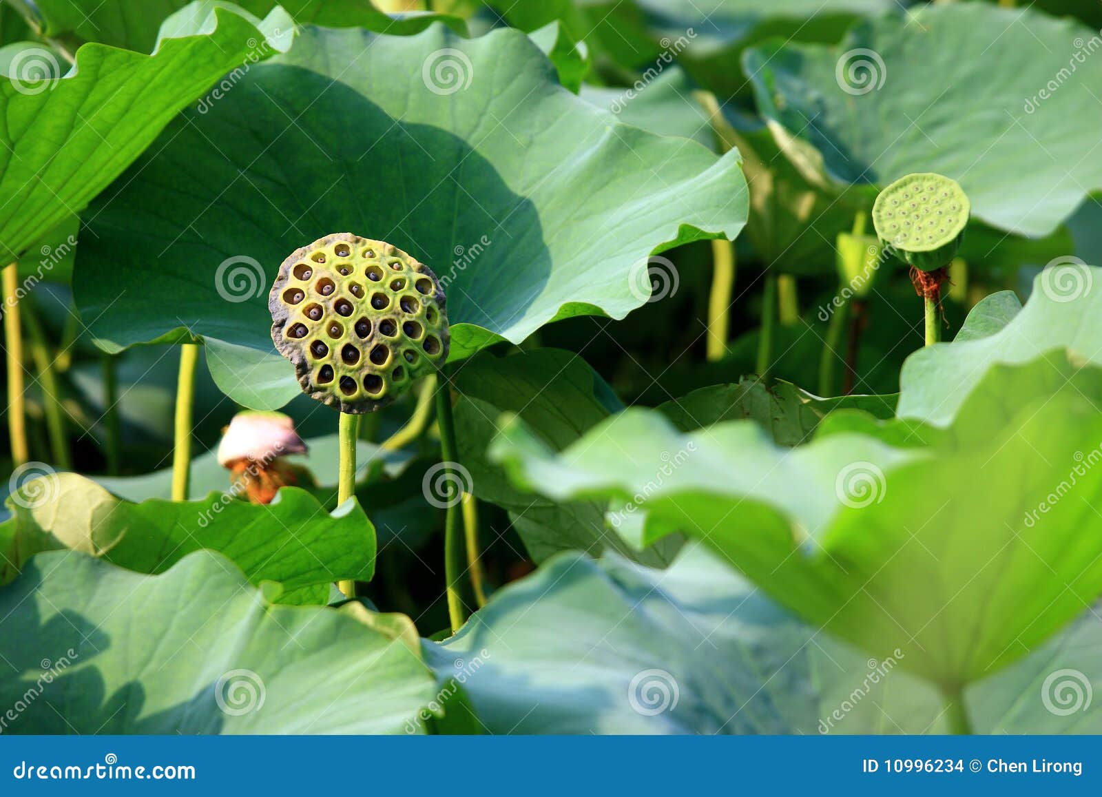 Lotus pods stock photo. Image of flower, seed, green - 10996234