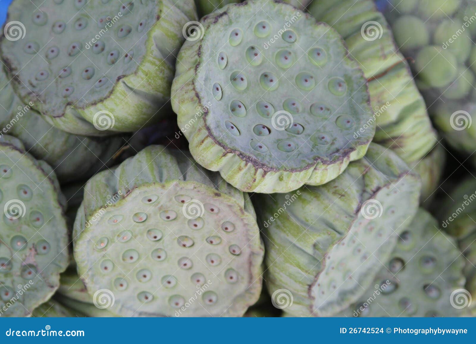 Lotus pods stock photo. Image of food, flower, bulb, plant - 26742524