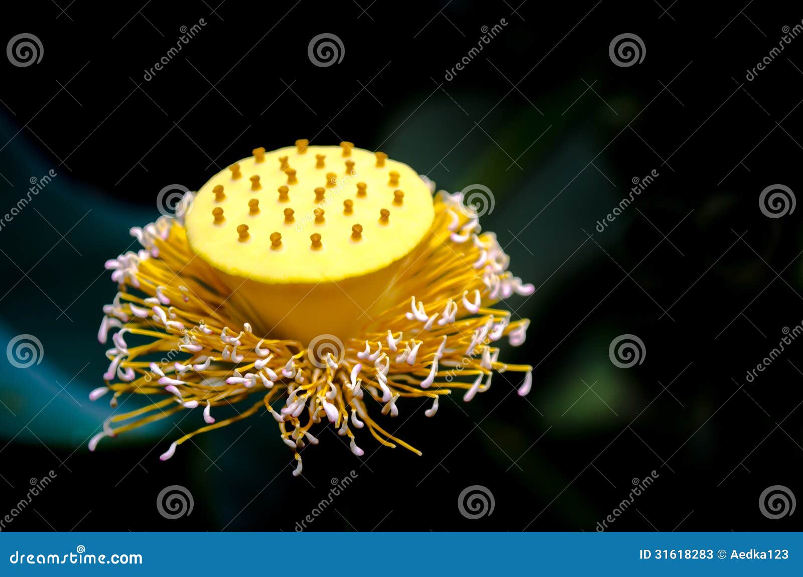 Lotus pollen. stock image. Image of isolated, backgrounds - 31618283