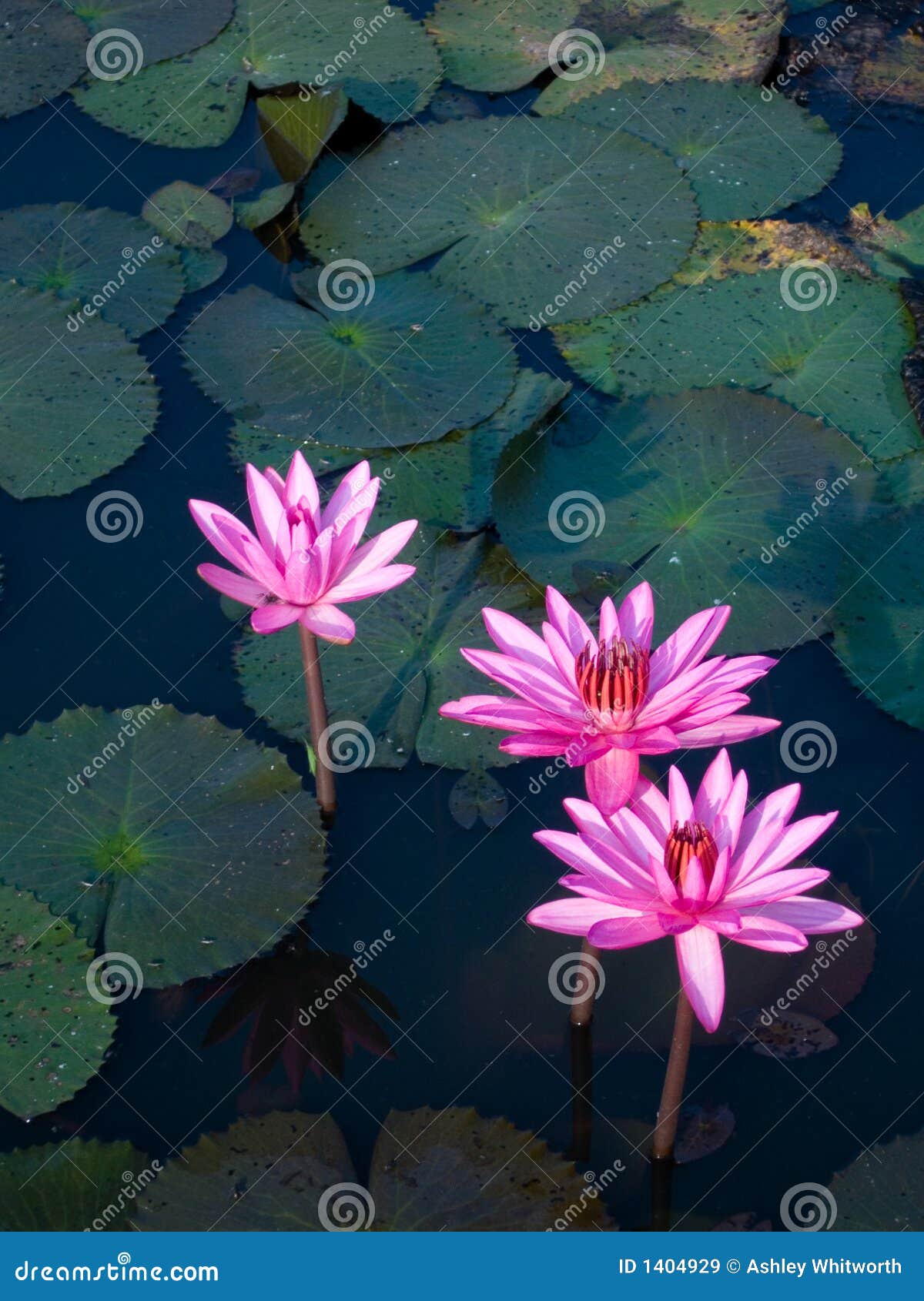 Lotus Pond stock image. Image of flower, tropical, lotus - 1404929