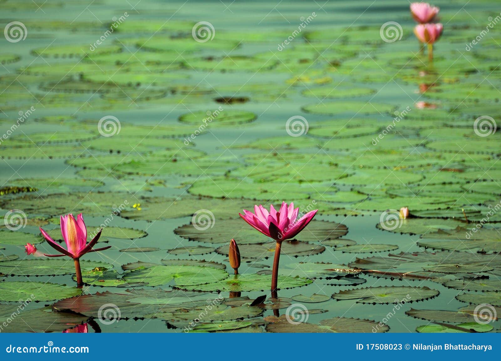Lotus pond stock image. Image of floral, leaves, exotic - 17508023