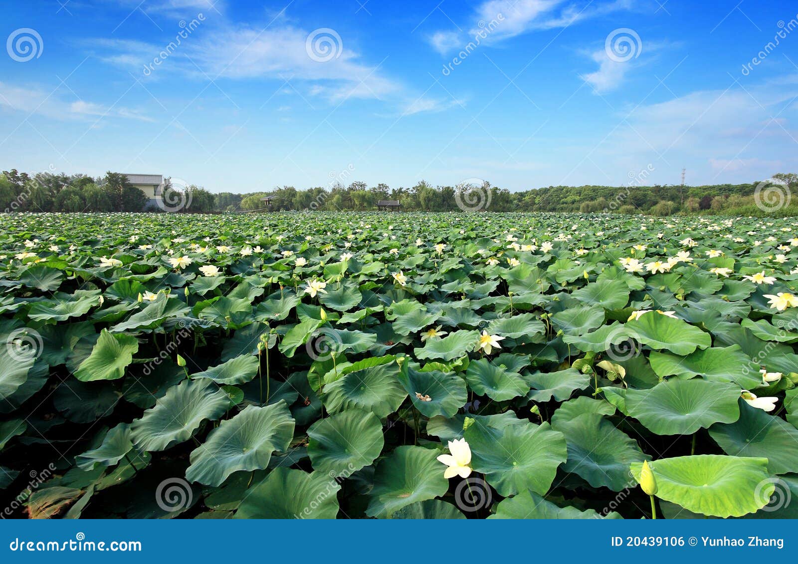 Lotus pond stock photo. Image of pond, green, flowers - 20439106