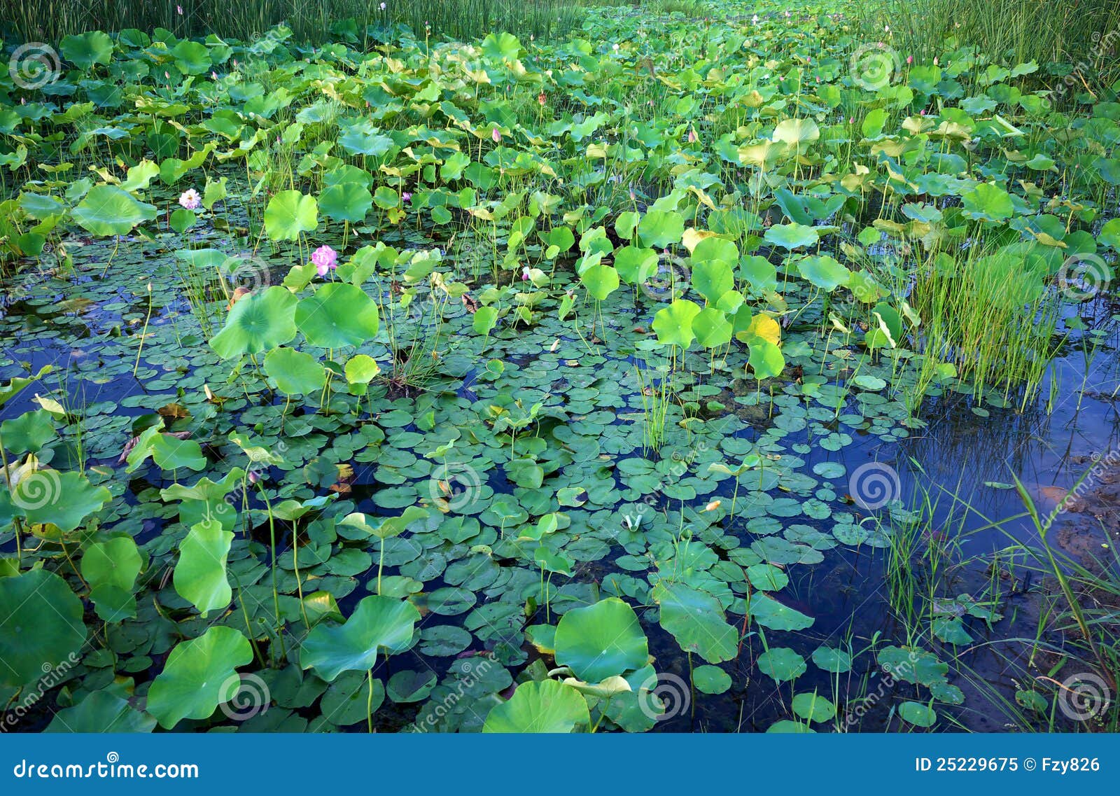 Lotus pond stock image. Image of leaf, nature, texture - 25229675