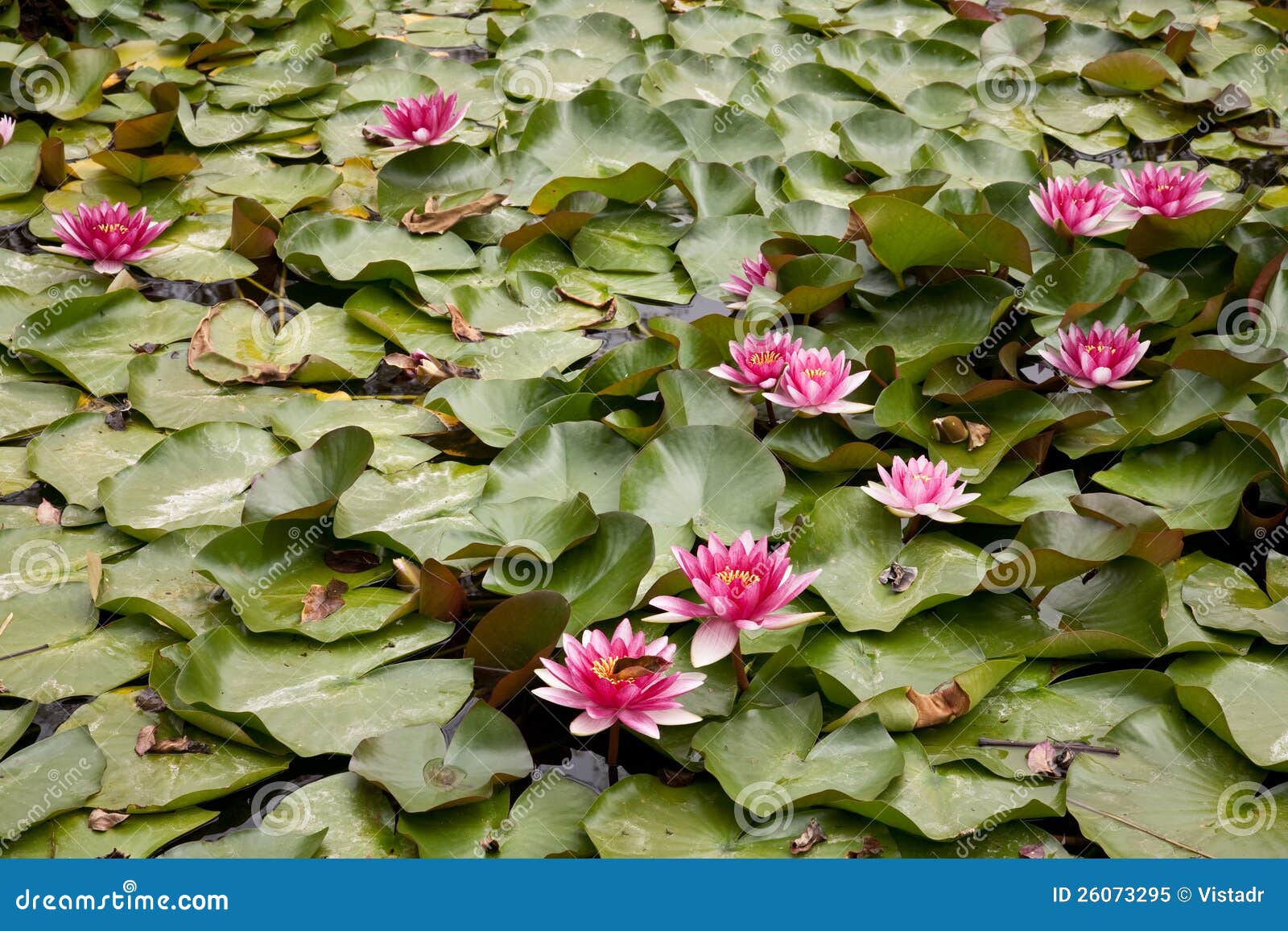Lotus pond stock image. Image of still, beauty, relax - 26073295