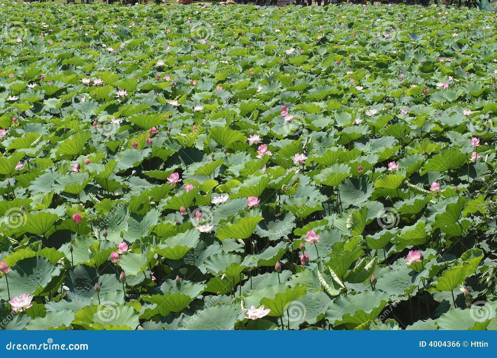 Lotus pond stock photo. Image of card, computer, background - 4004366