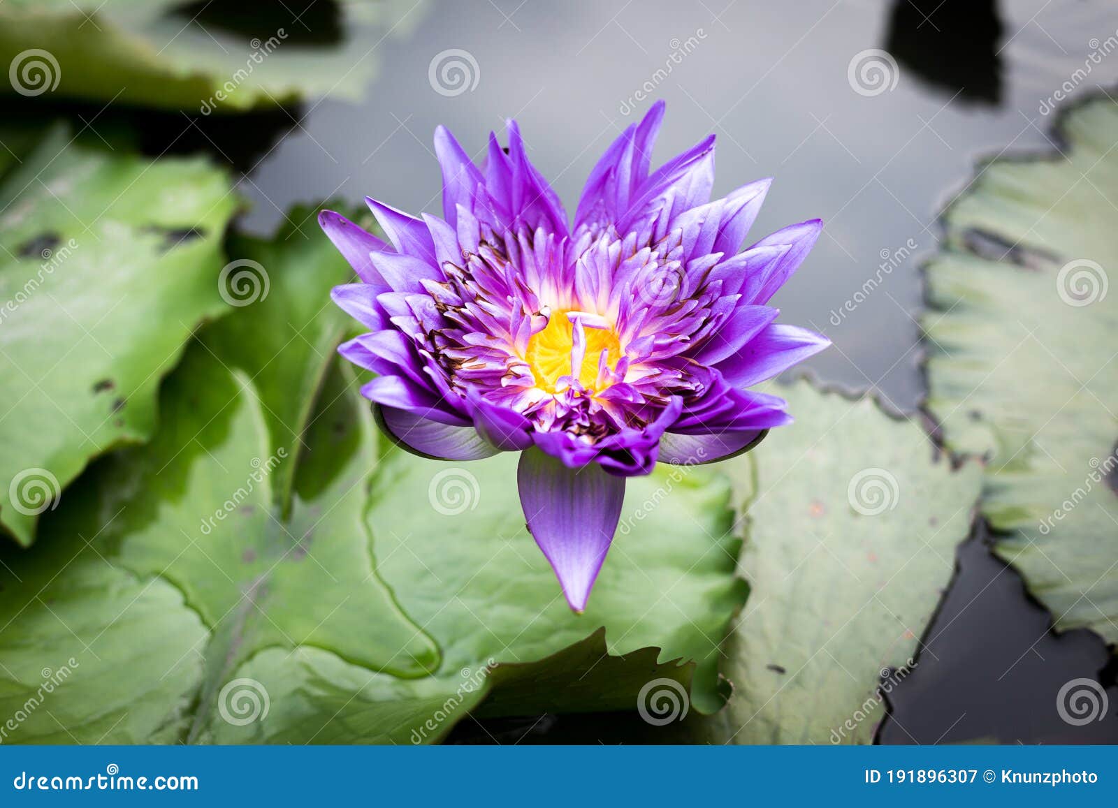 Lotus in pond stock image. Image of season, bloom, blooming - 191896307