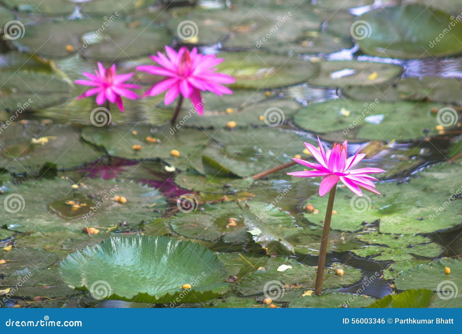 Lotus in pond stock photo. Image of spring, blossom, flora - 56003346