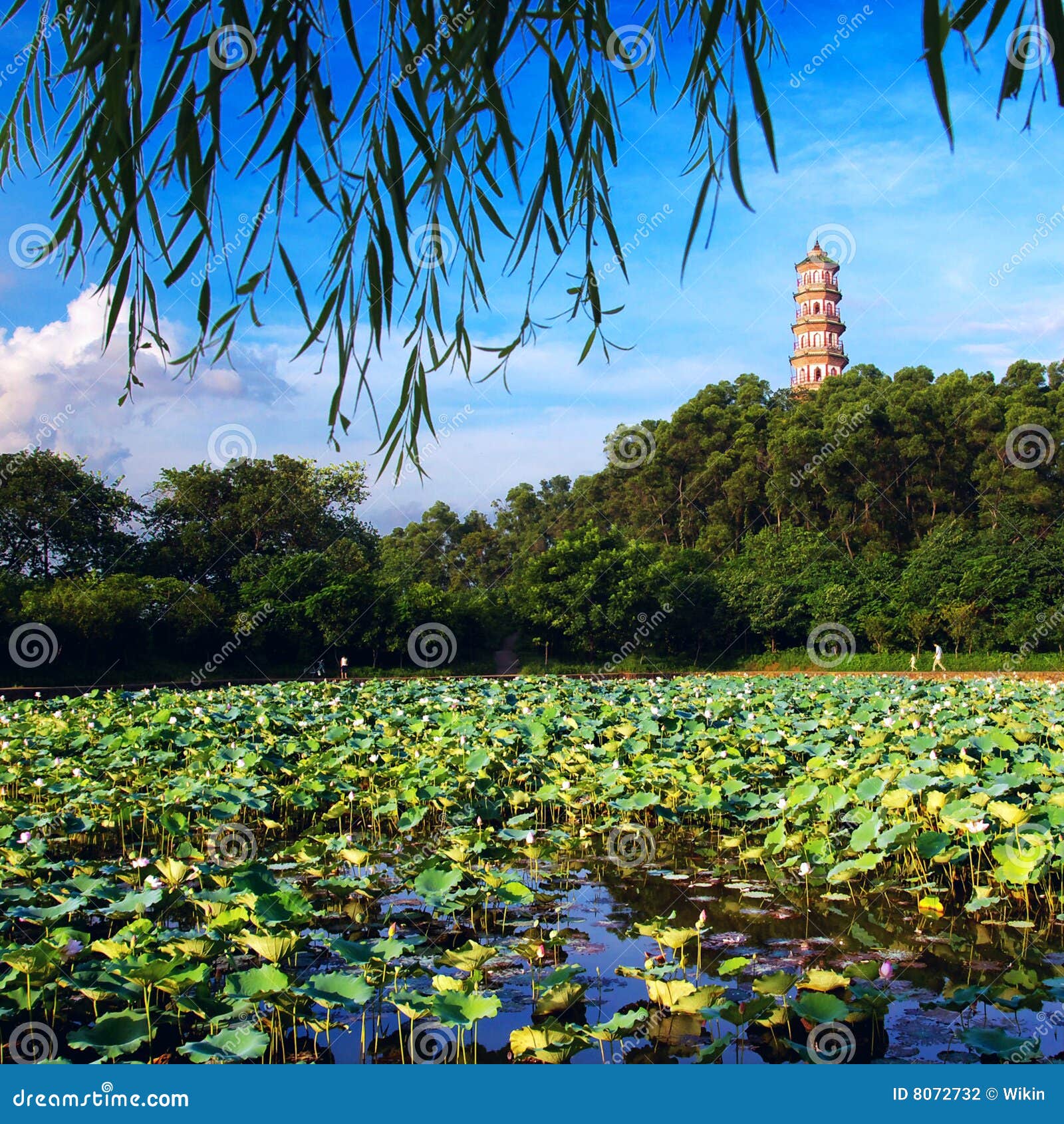 Lotus pond landscape stock photo. Image of leaves, april - 8072732