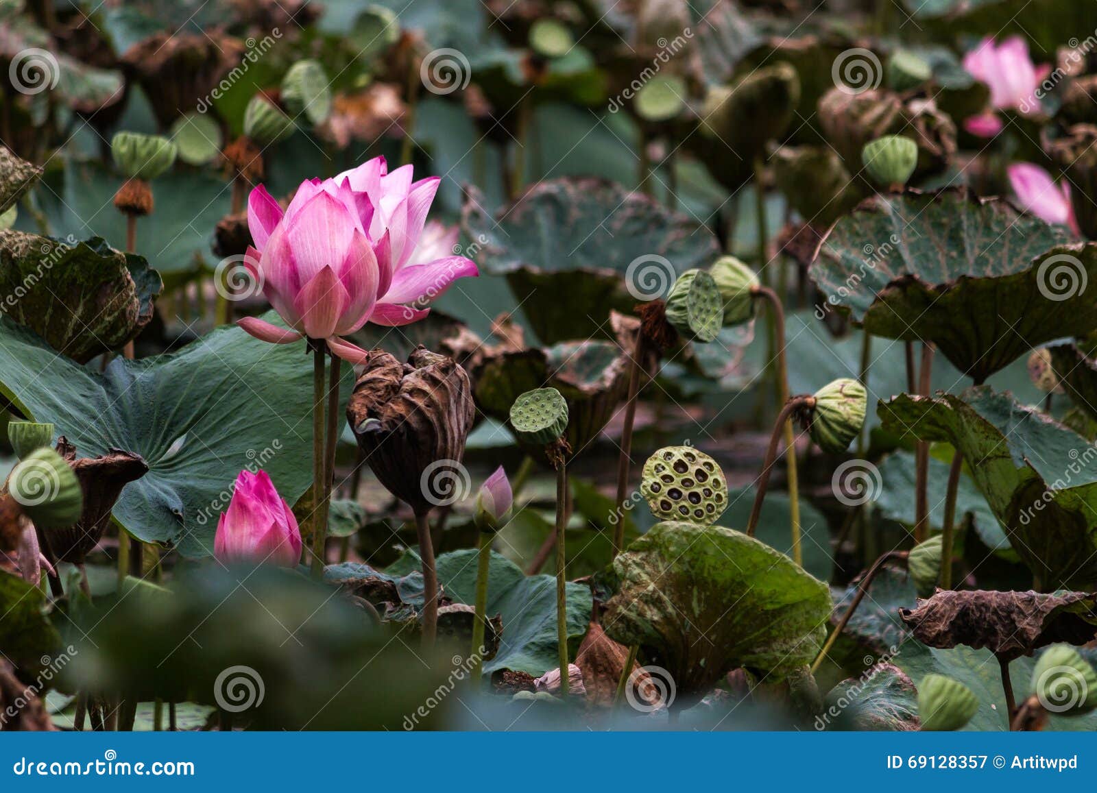 Lotus Pond stock image. Image of flower, park, fresh - 69128357