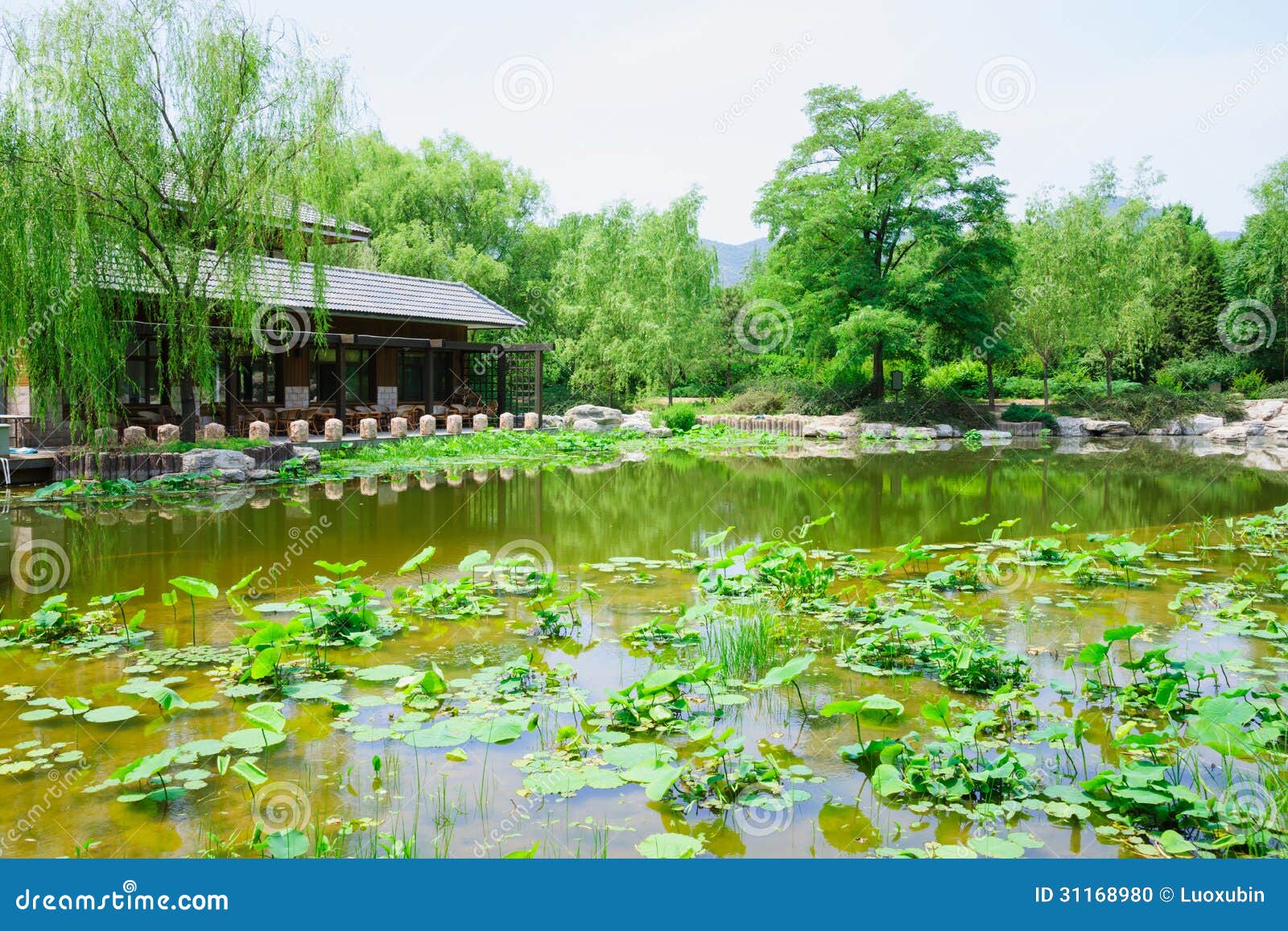 Lotus pond in a park stock photo. Image of architecture - 31168980