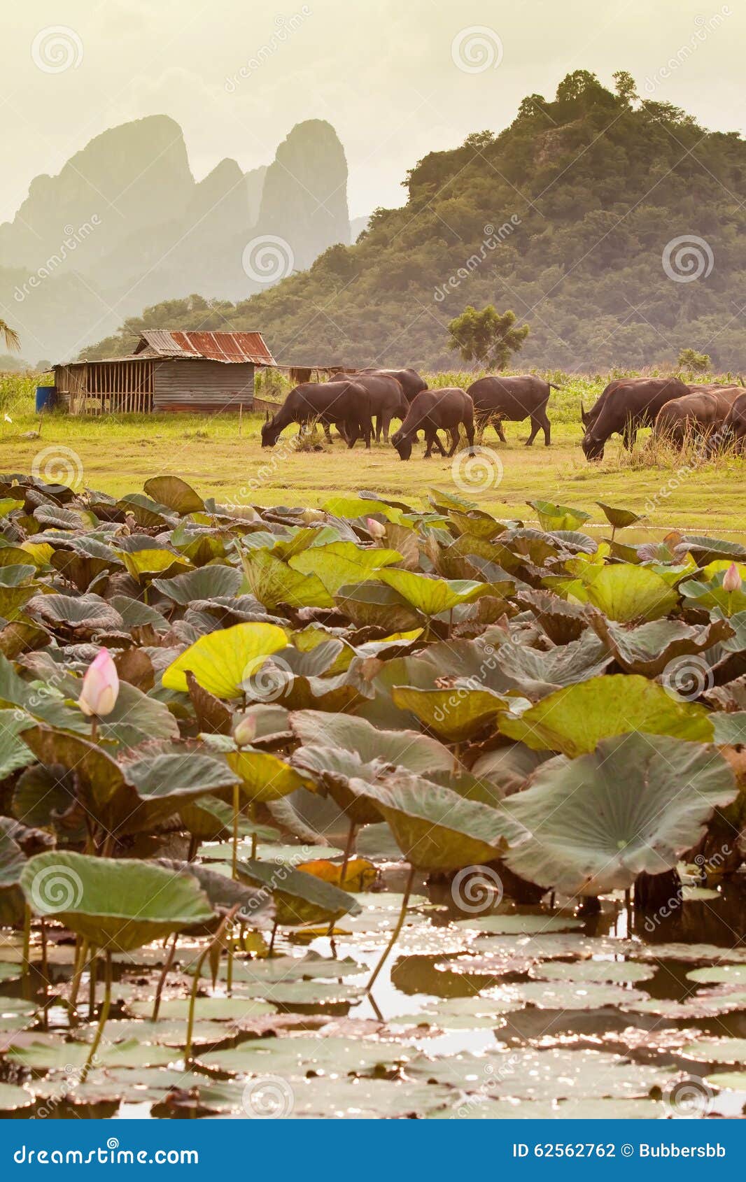 Lotus ponds in the valley stock photo. Image of green - 62562762