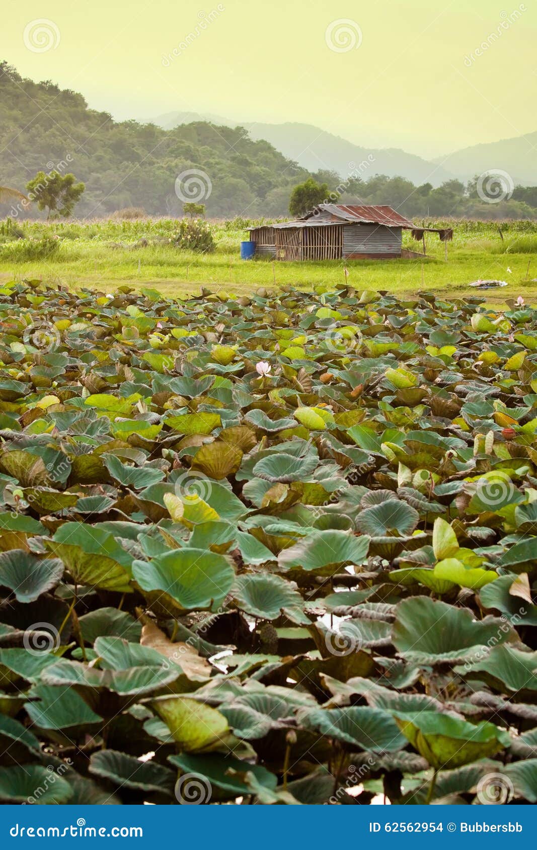 Lotus ponds in the valley stock photo. Image of tranquility - 62562954