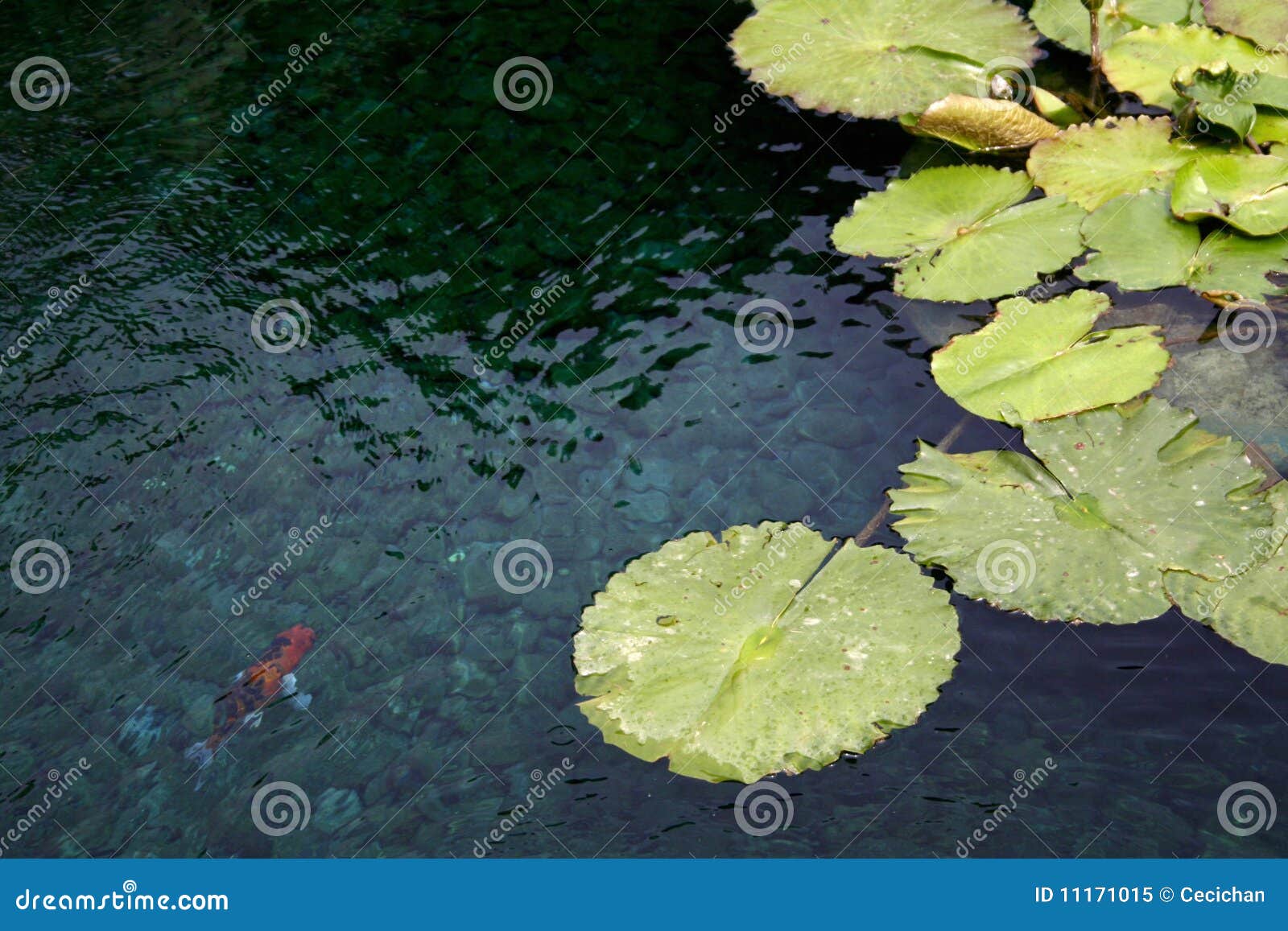 Lotus Pool stock image. Image of nunnery, china, travel - 11171015