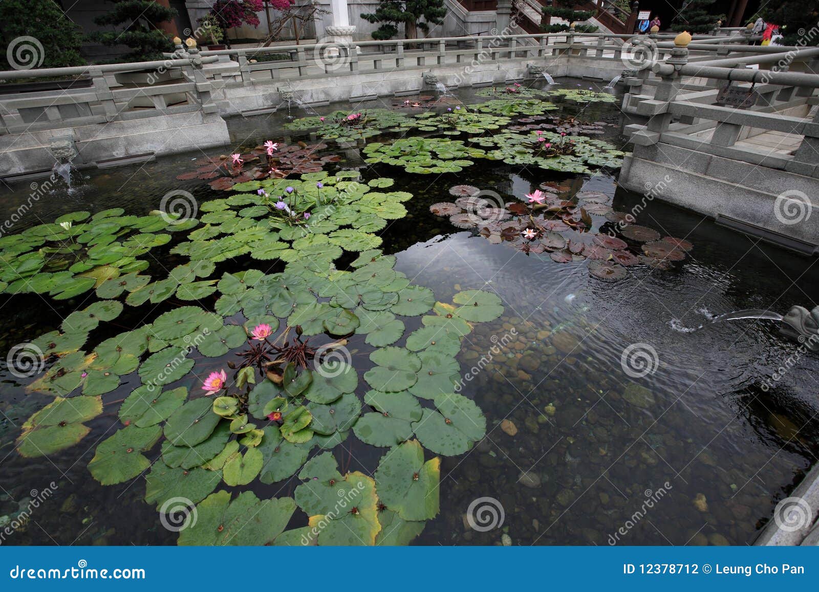 Lotus pool stock photo. Image of background, lake, exotic - 12378712