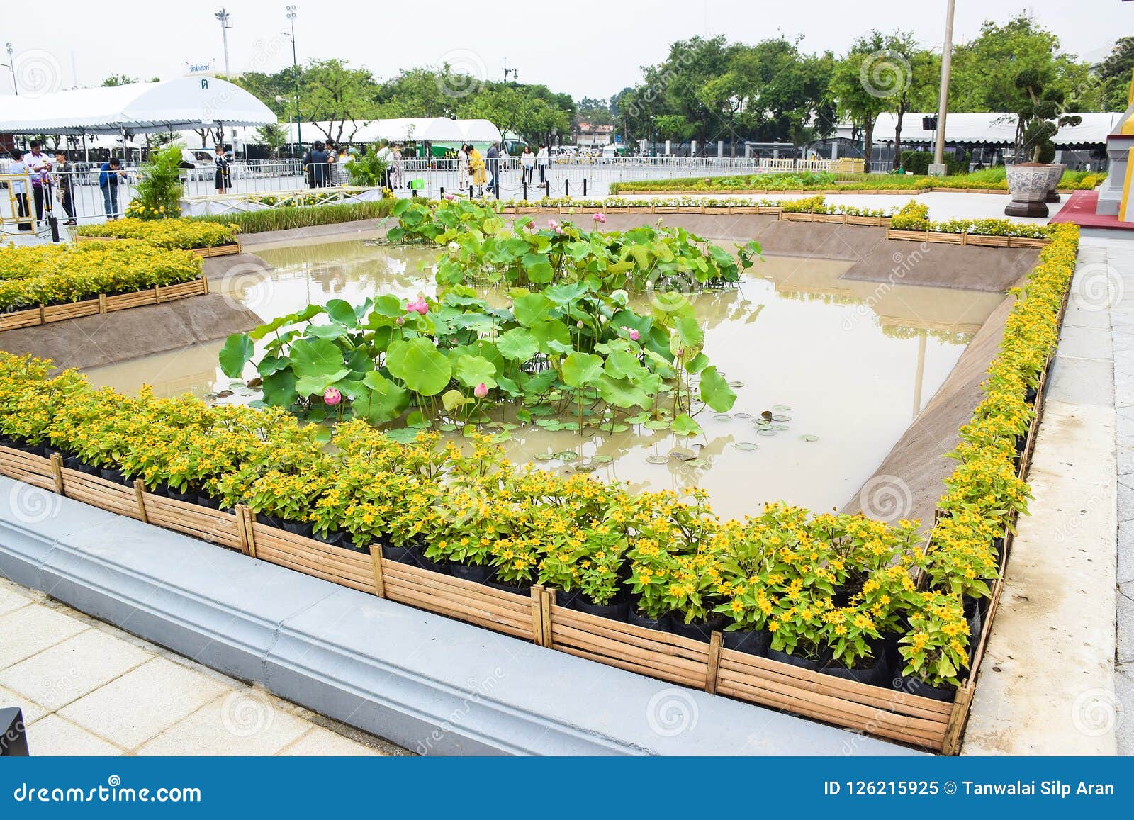 The Lotus in the Pool 171105 0024 Editorial Image - Image of floral ...